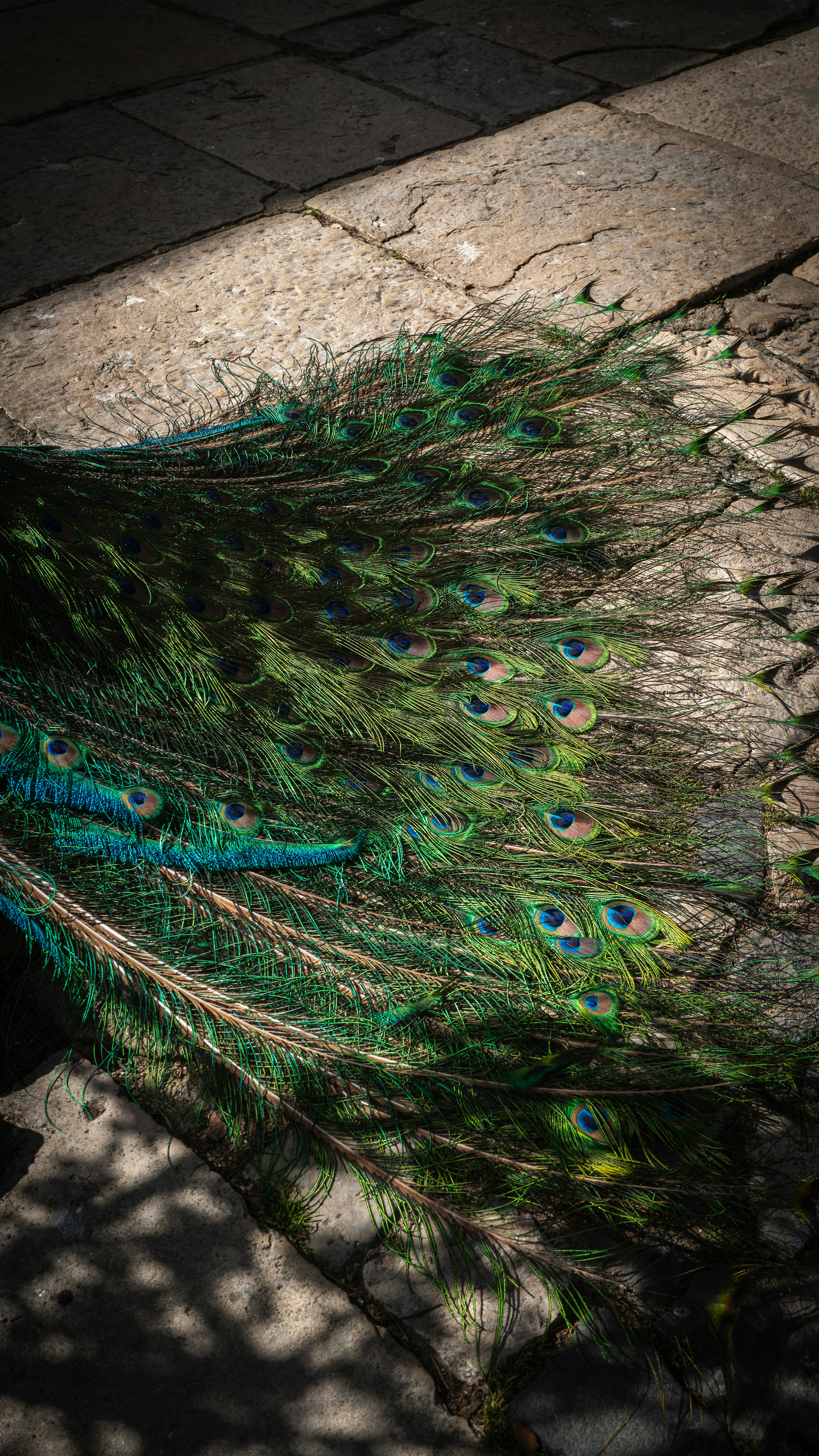 Peacock feathers on the ground, showing detail.