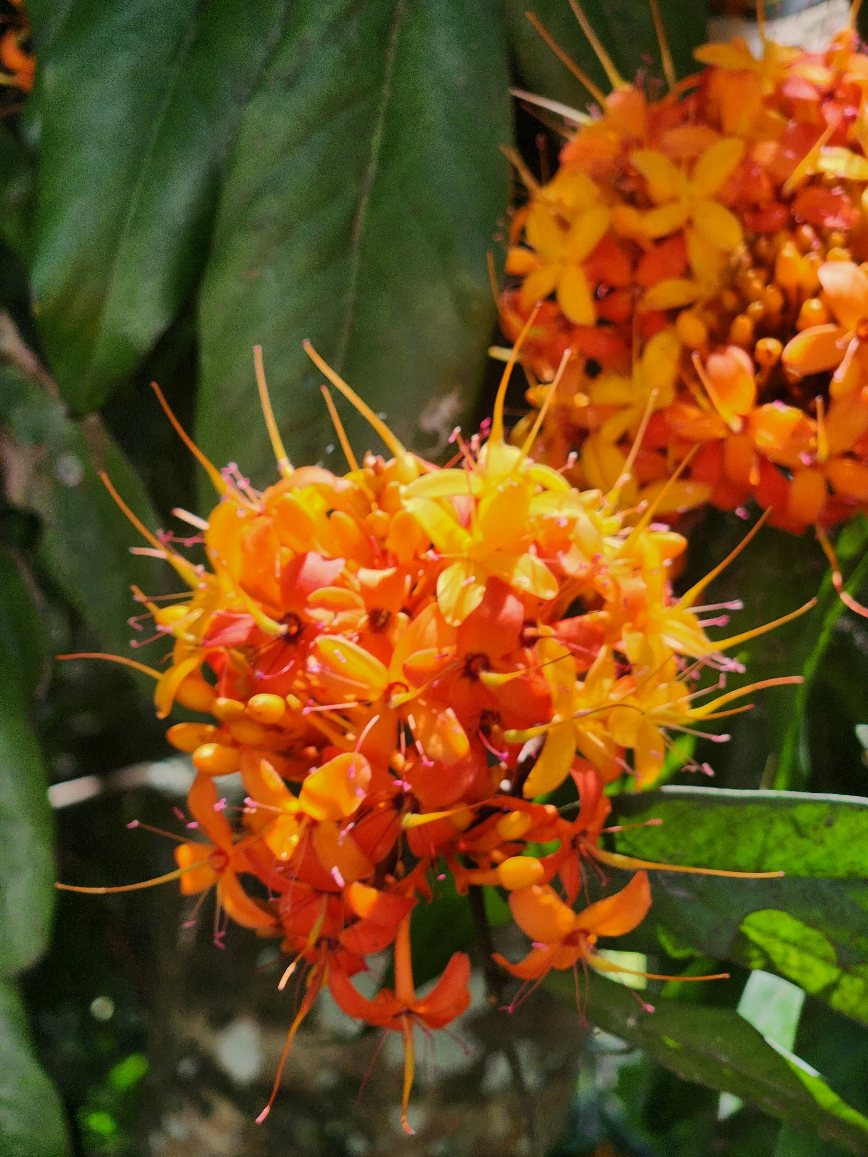 Bright orange flowers bloom on a green bush. photo – Free Flowers Image ...