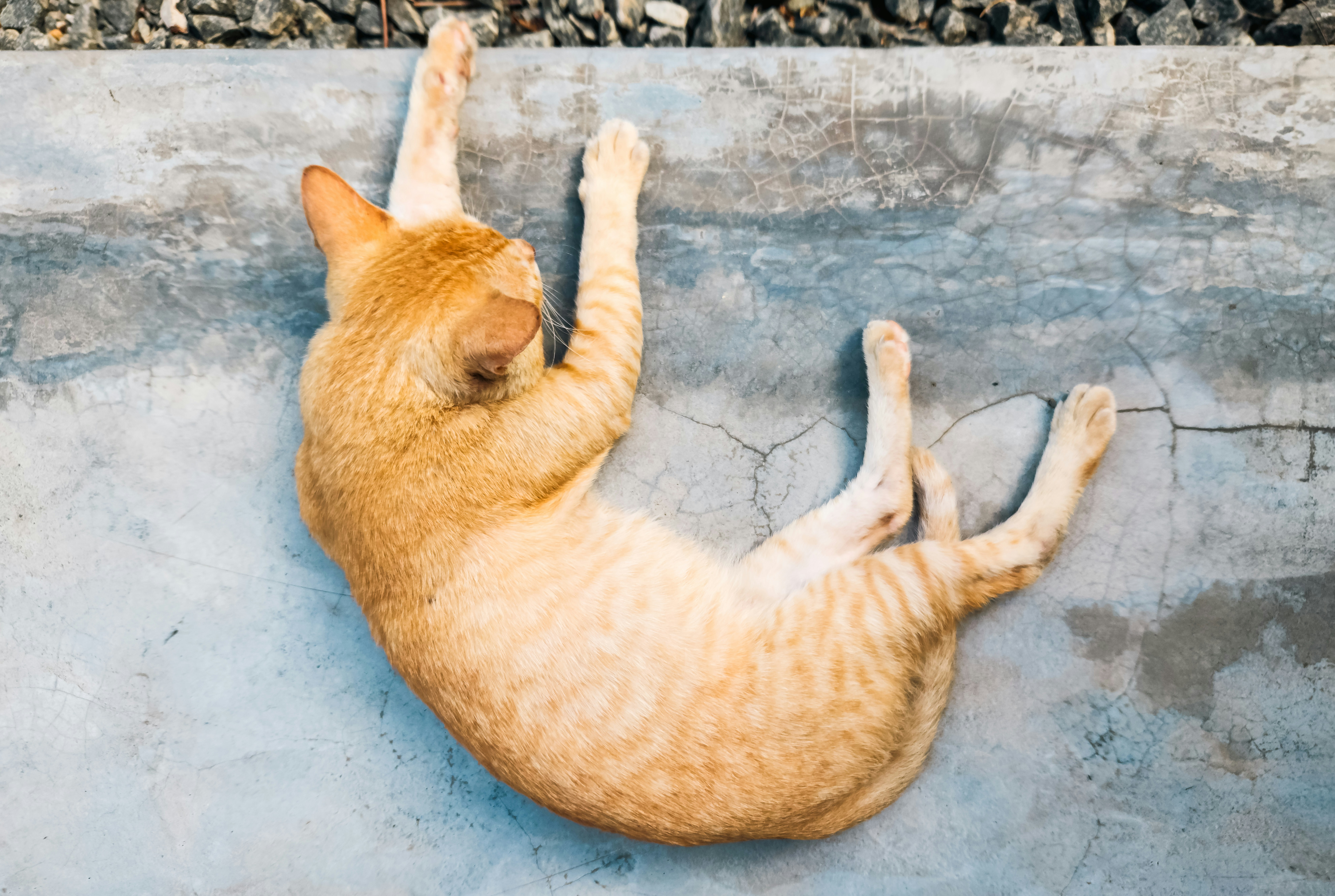 An orange cat stretches out on the ground.