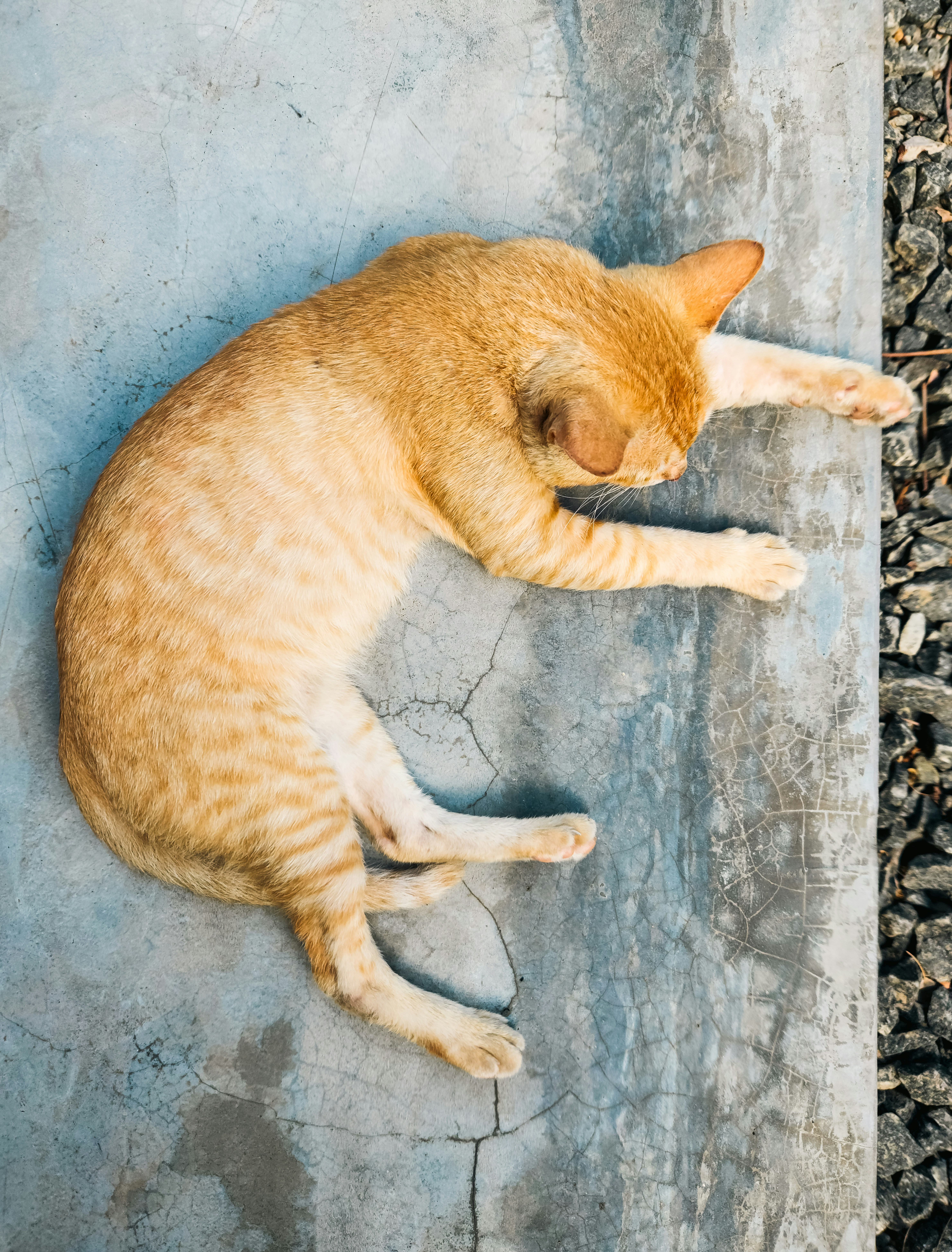 Cat Nap Pictures | Download Free Images on Unsplash