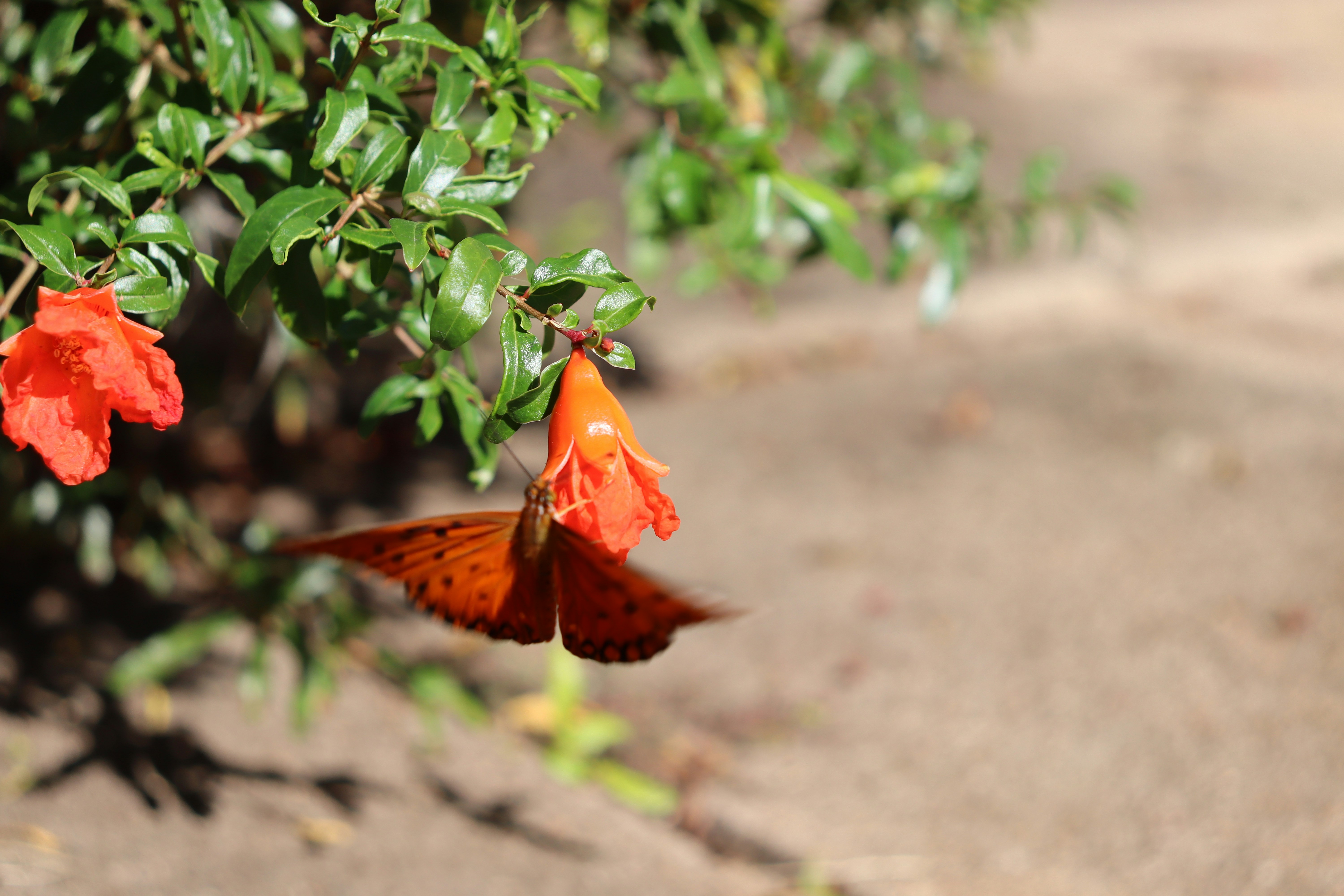 Scarlet Thrust: a butterfly mid-flight by a sunlit hedge