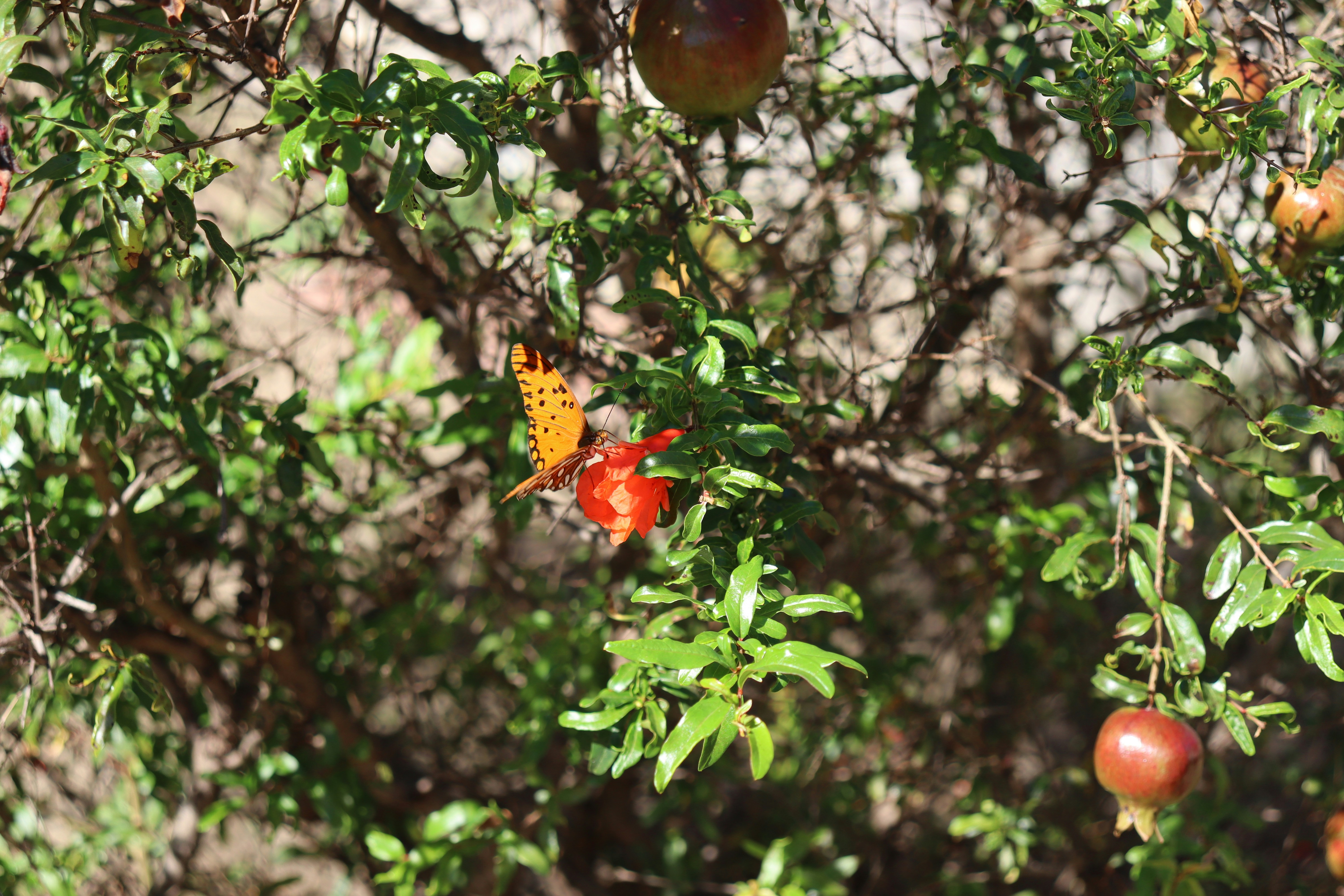 Pomegranate tree with ripe fruits and vibrant orange blossoms in sunlight.