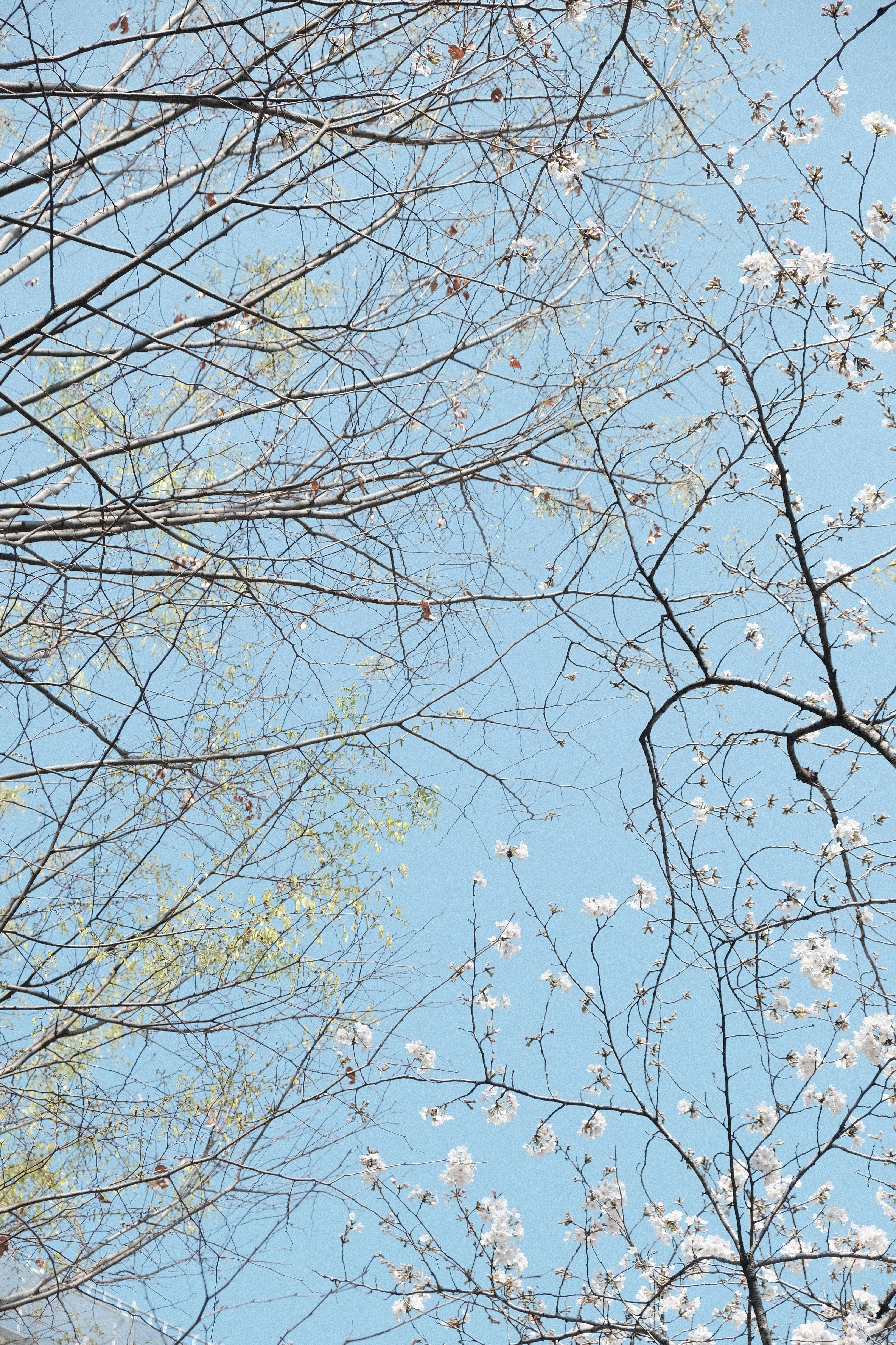 Delicate tree branches with budding blossoms against a clear blue sky.