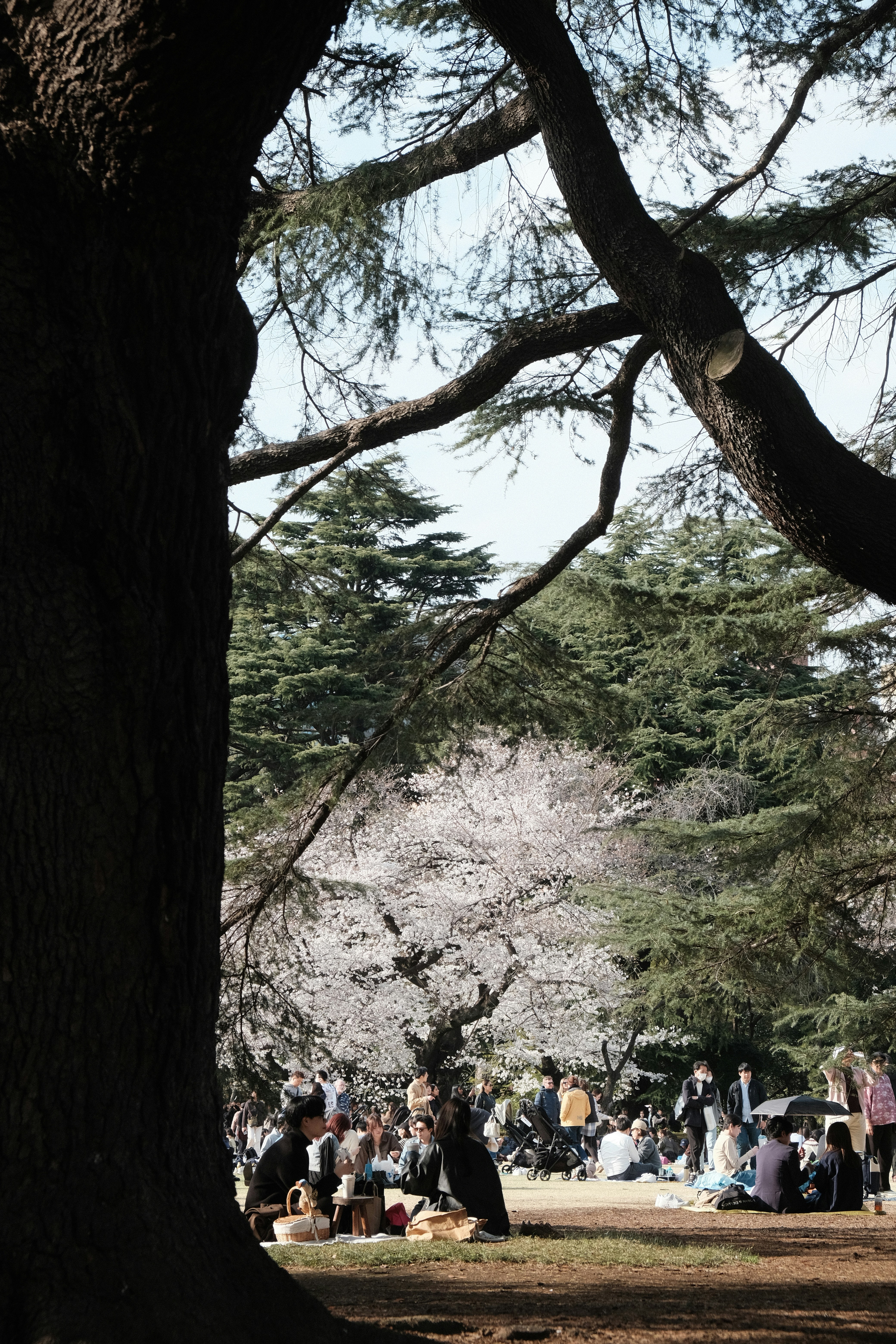 People enjoying a picnic under cherry blossom trees in a sunlit park.