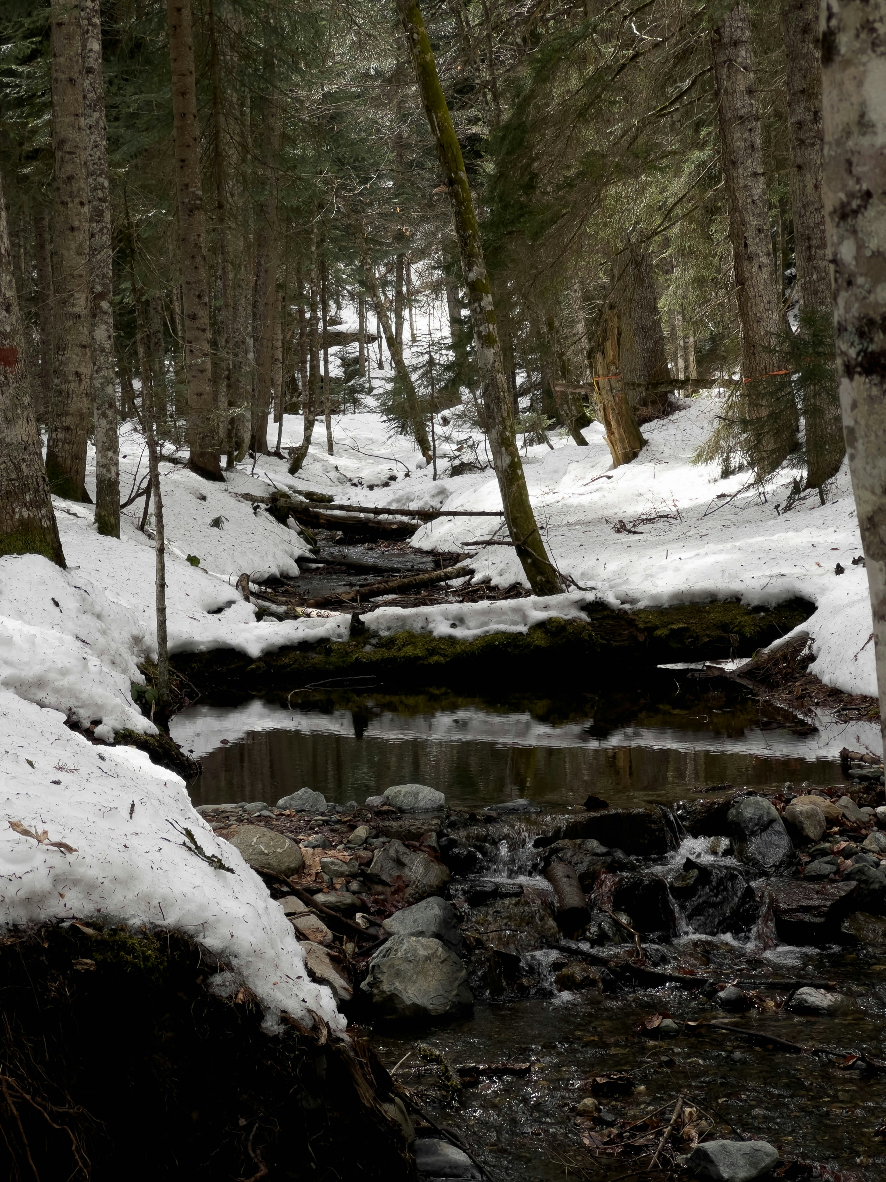 A snow-lined stream flows through a winter forest. photo – Free Forest ...