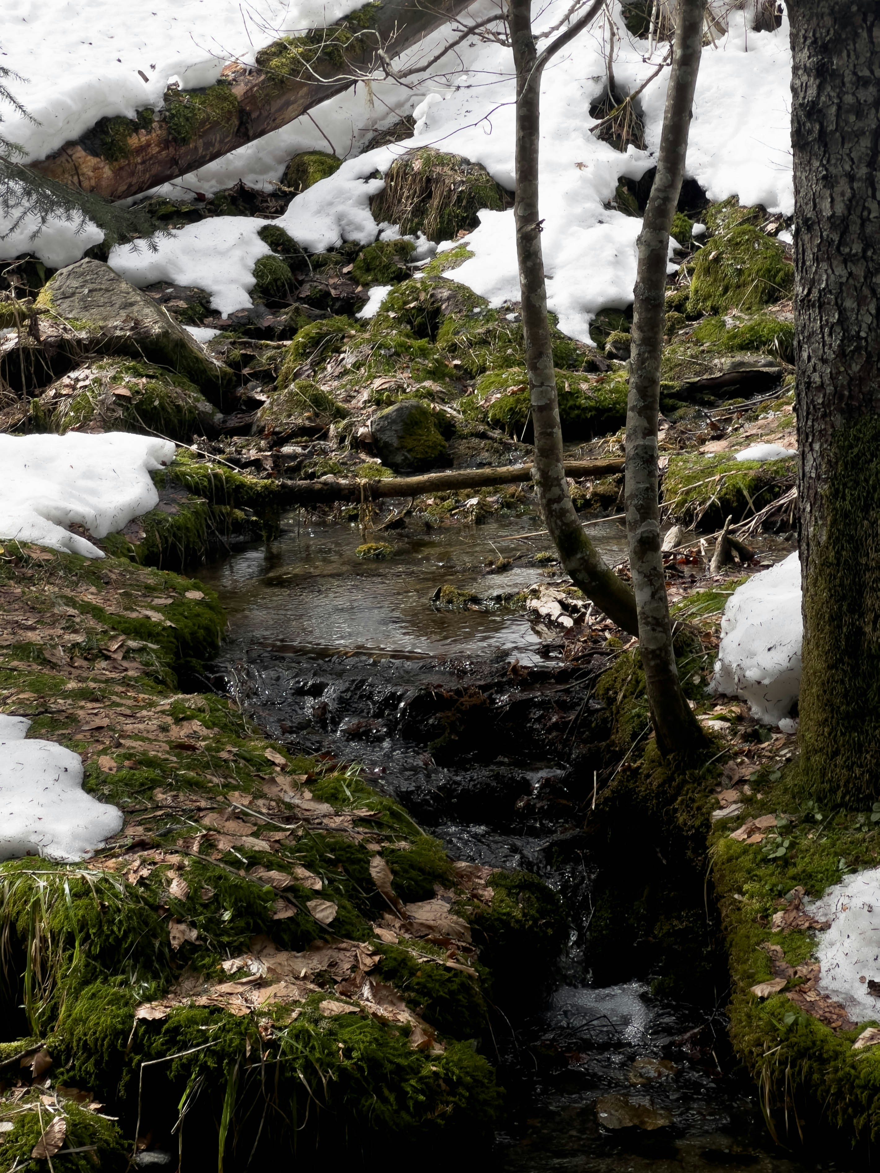 A cold stream flows through the snowy forest. photo – Free Forest Image ...