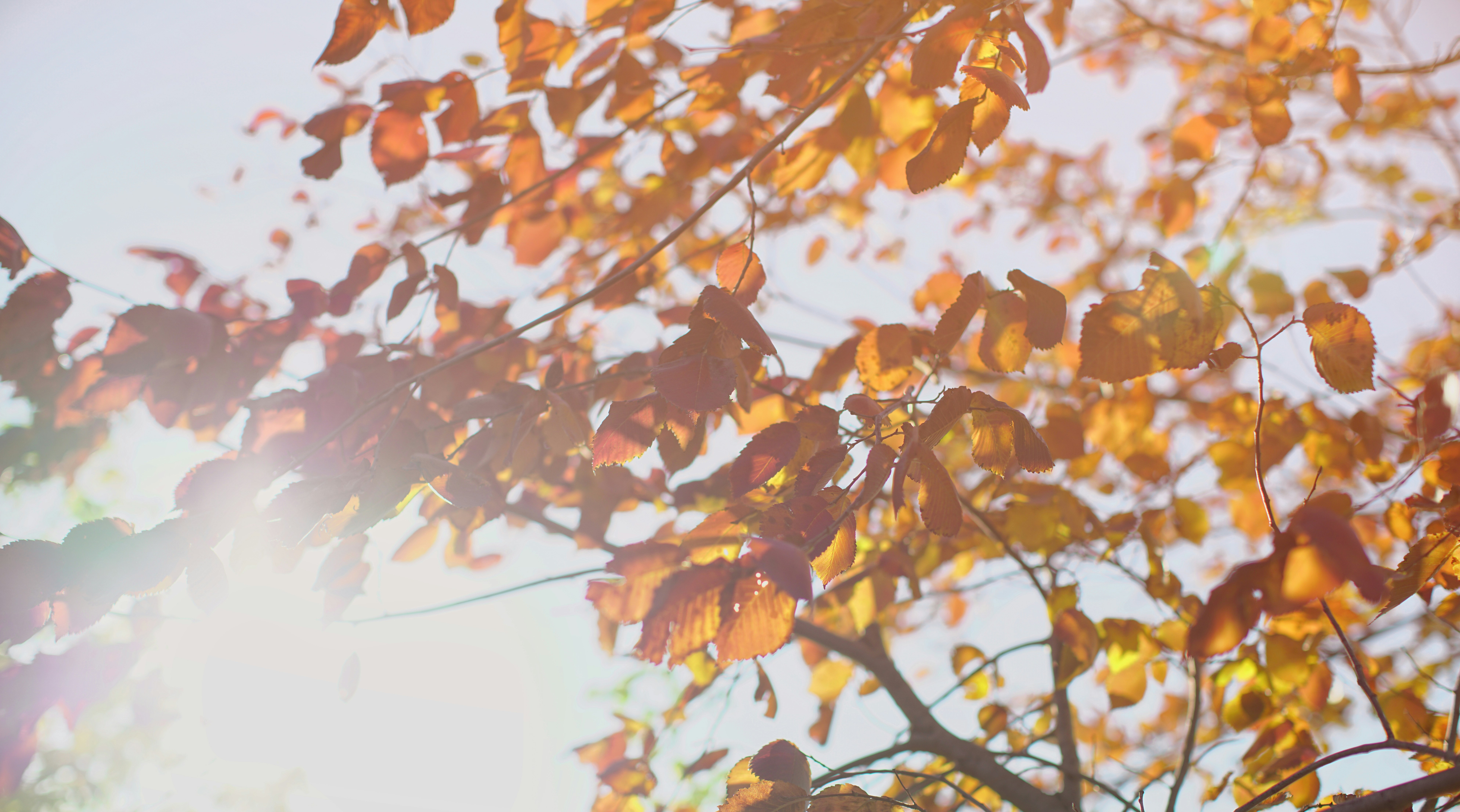 Autumn leaves are illuminated by sunlight.
