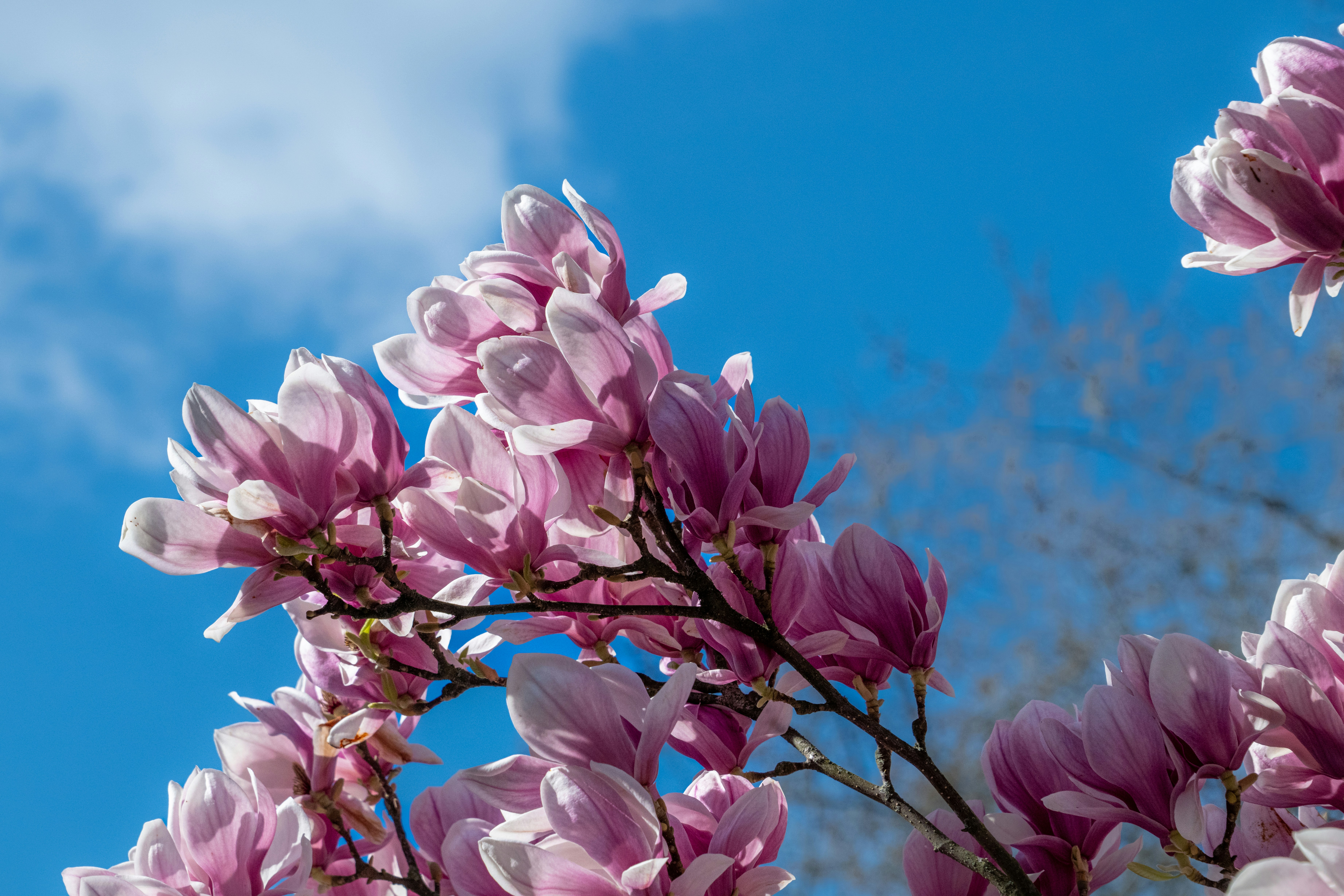 Pink magnolia flowers in full bloom set against a bright blue sky with wispy clouds.