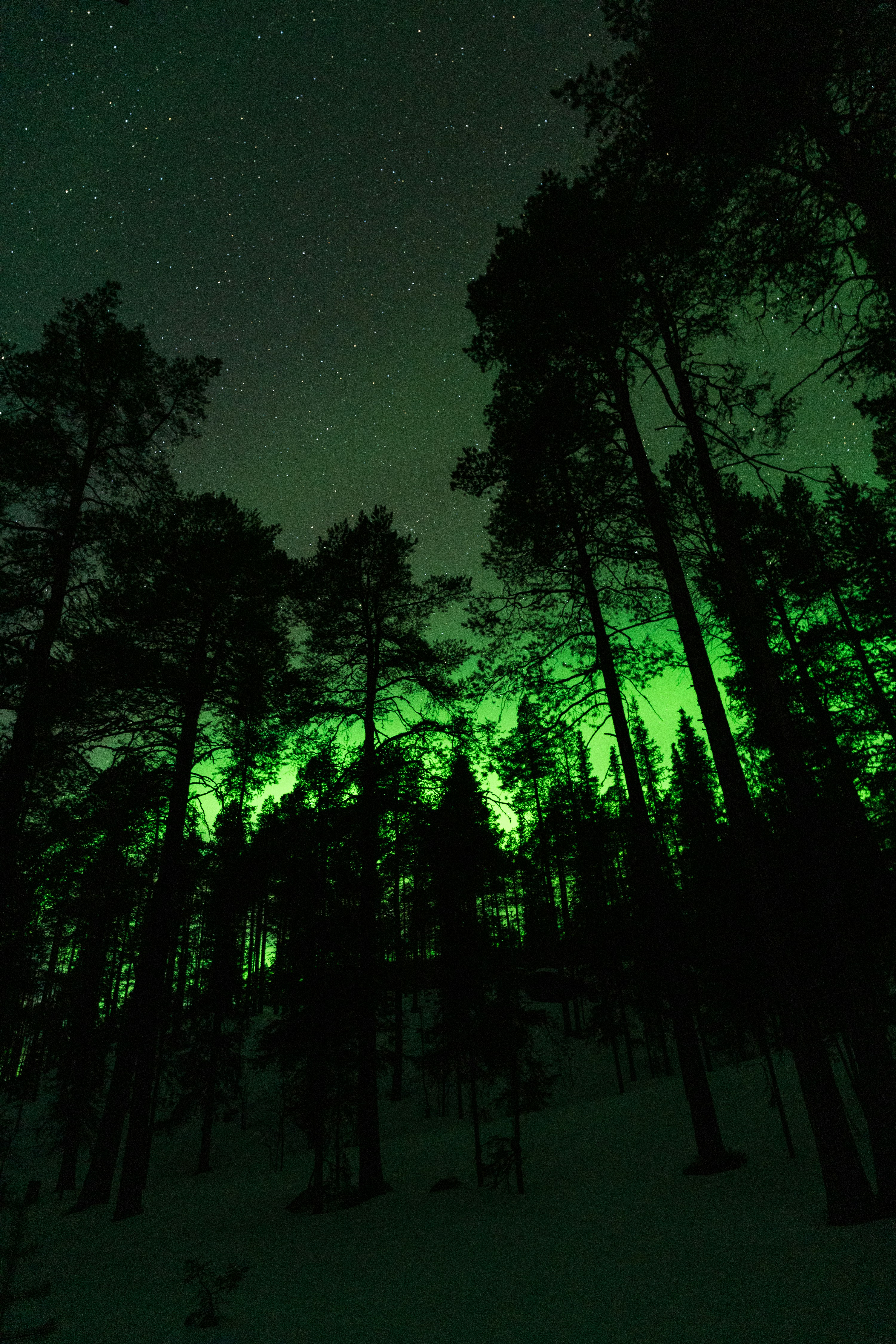 Emerald Skies Over Winter Pines