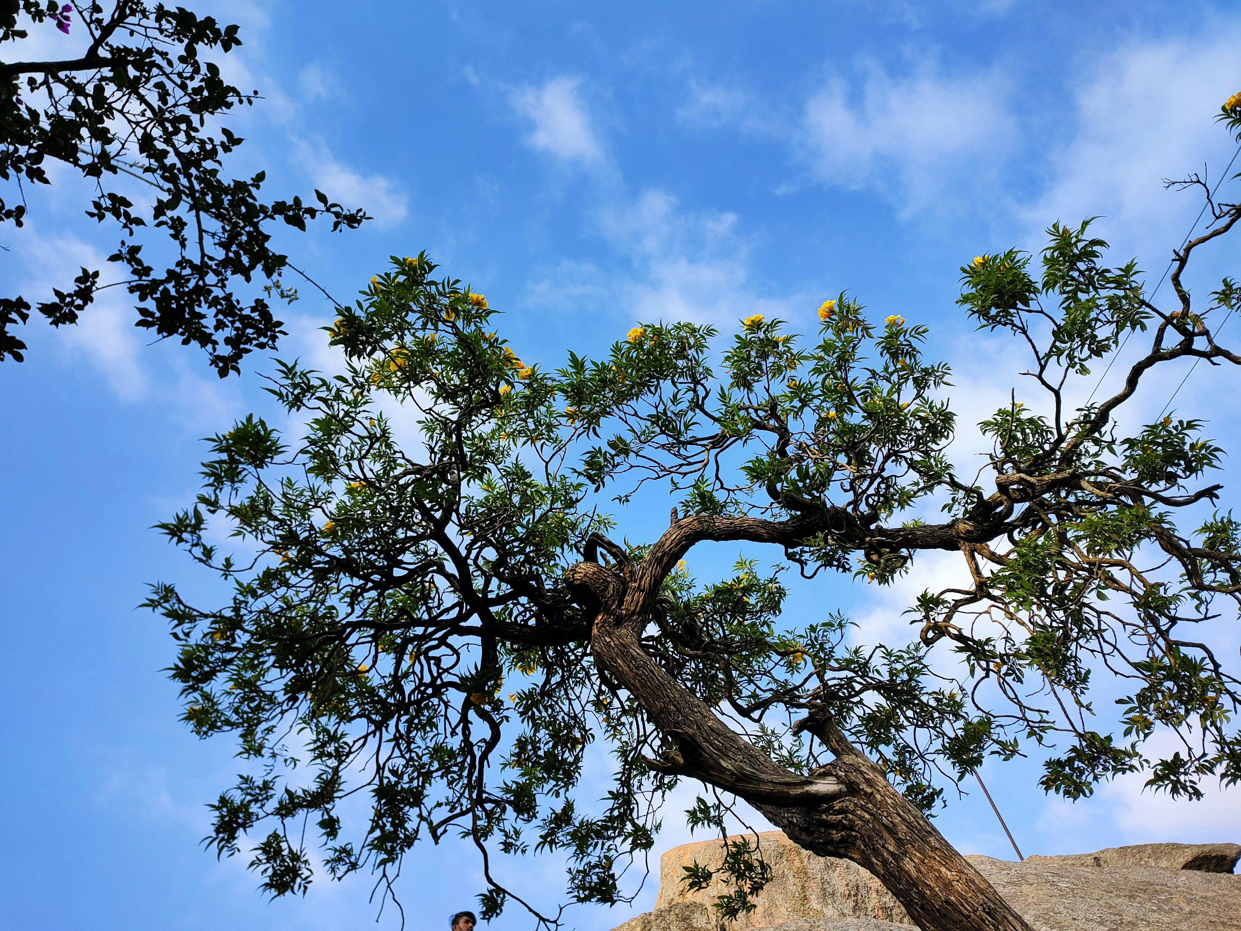 Twisting tree branches against a bright blue sky, framed by scattered clouds and distant leaves.