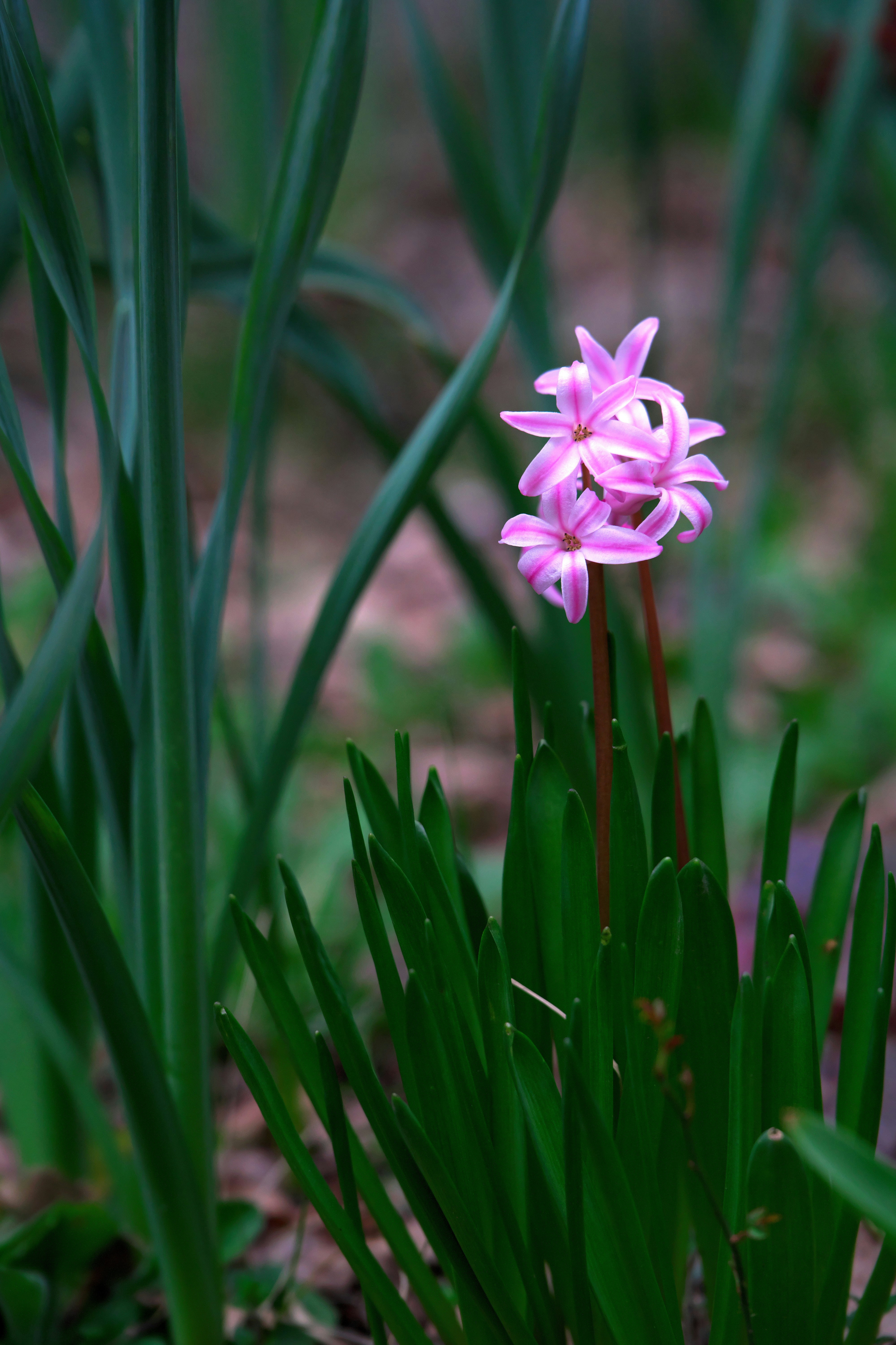 Blossom Amidst the Green