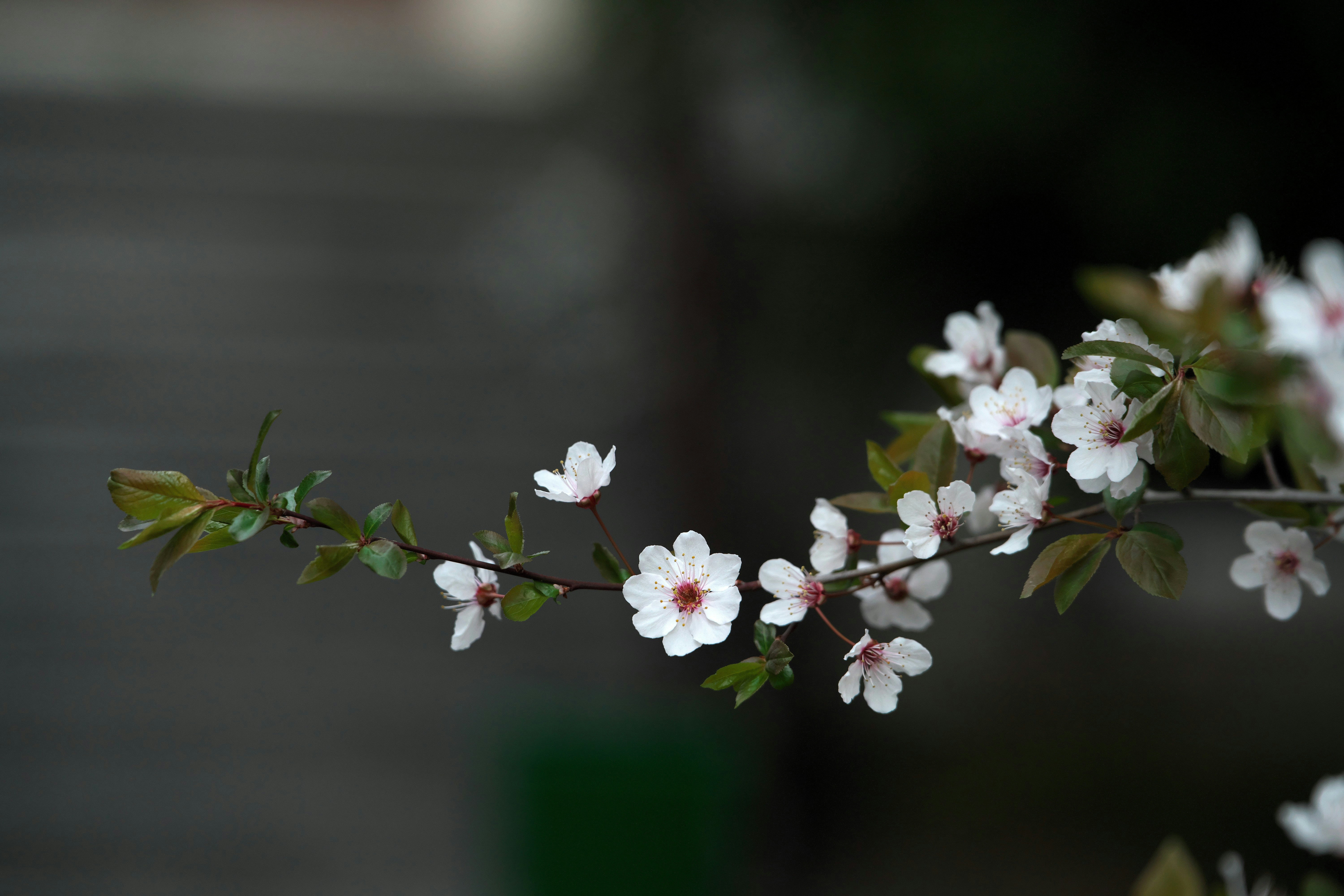 Blossoming branch with white flowers and fresh leaves.Tadeusz Zachwieja