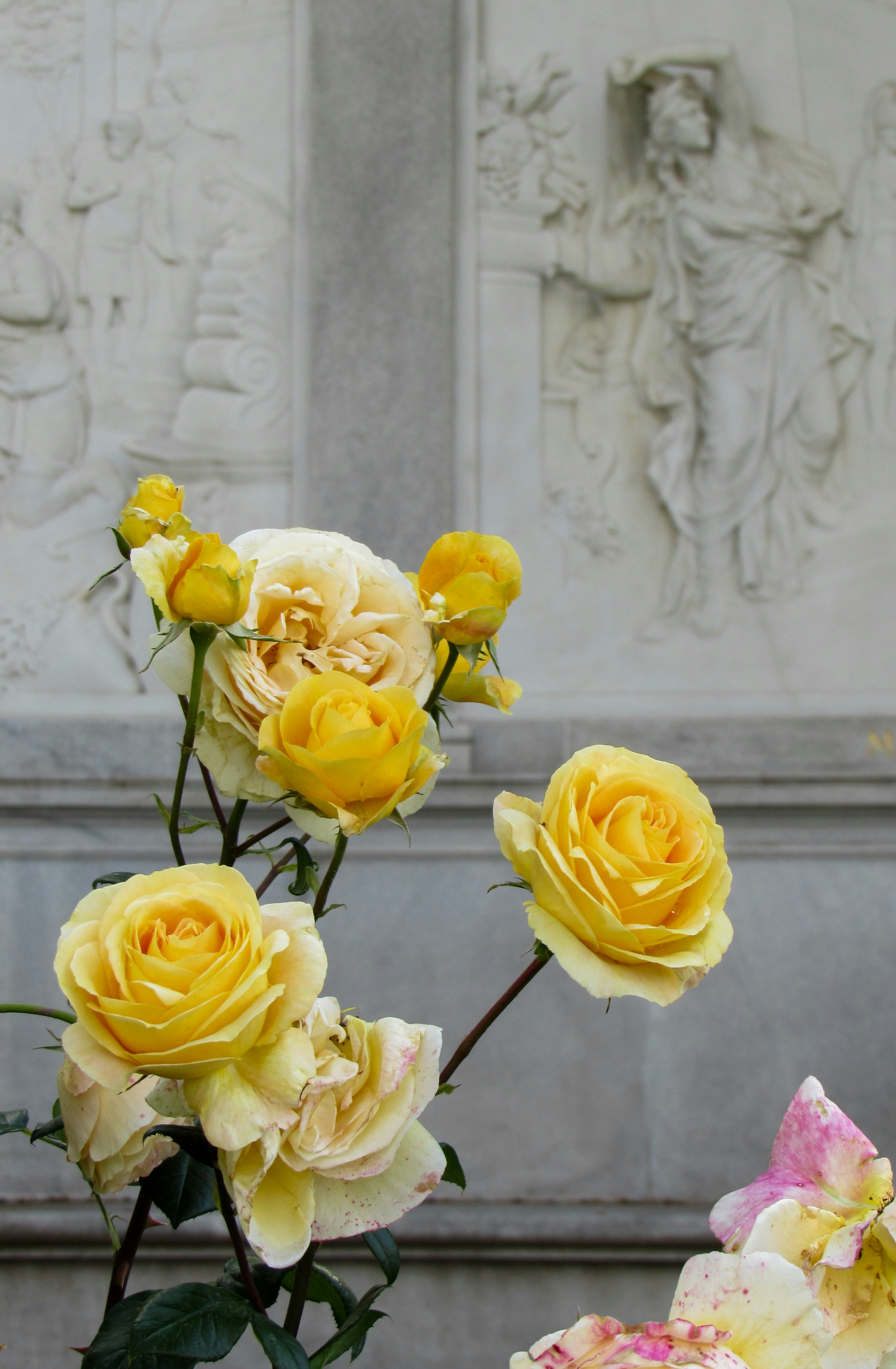 Yellow Roses & Elegant Architecture l