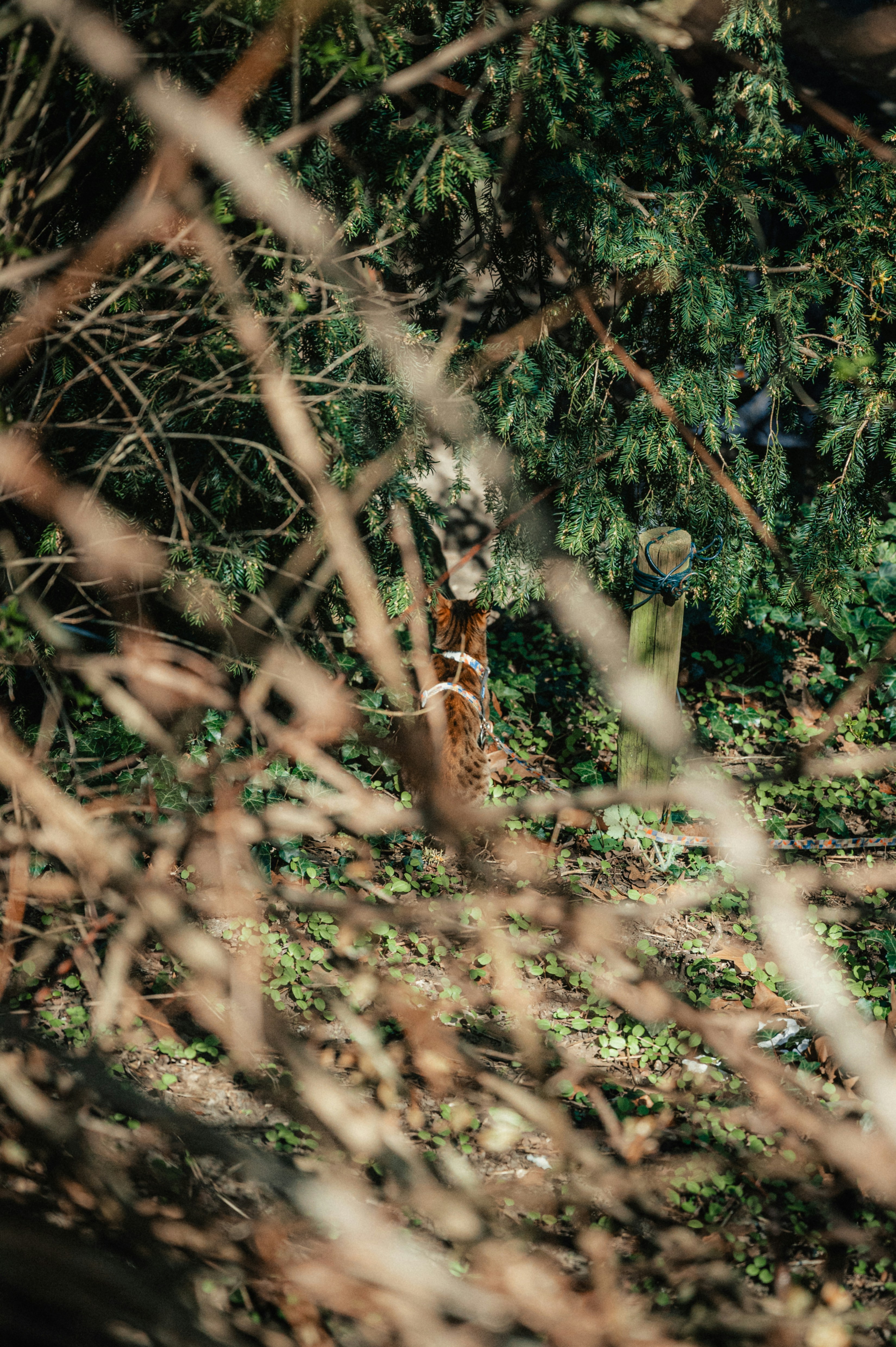 A deer peers through dense, tangled branches in a forest setting.
