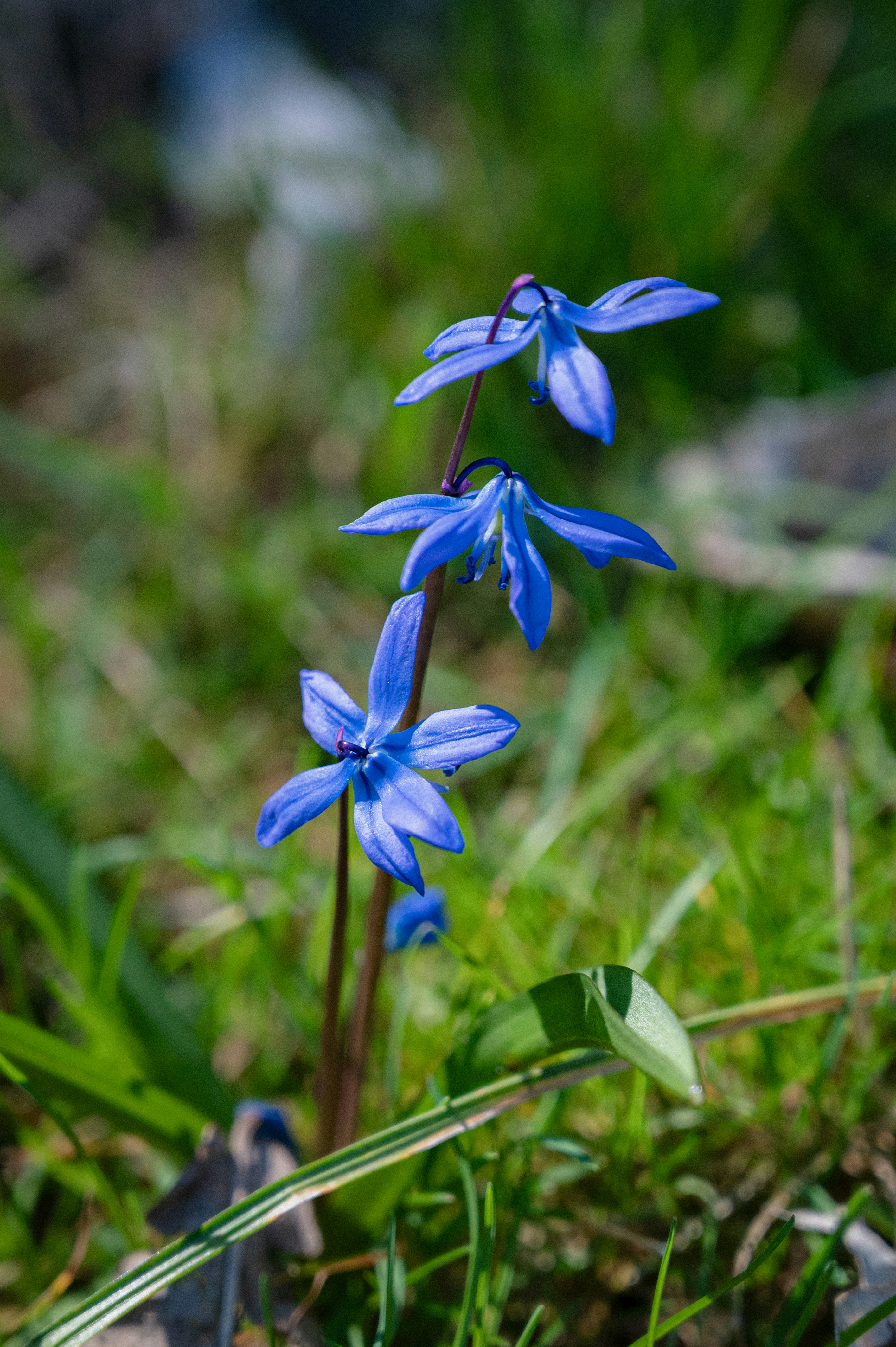 Vibrant blue flowers with slender petals stand amidst lush green grass.
