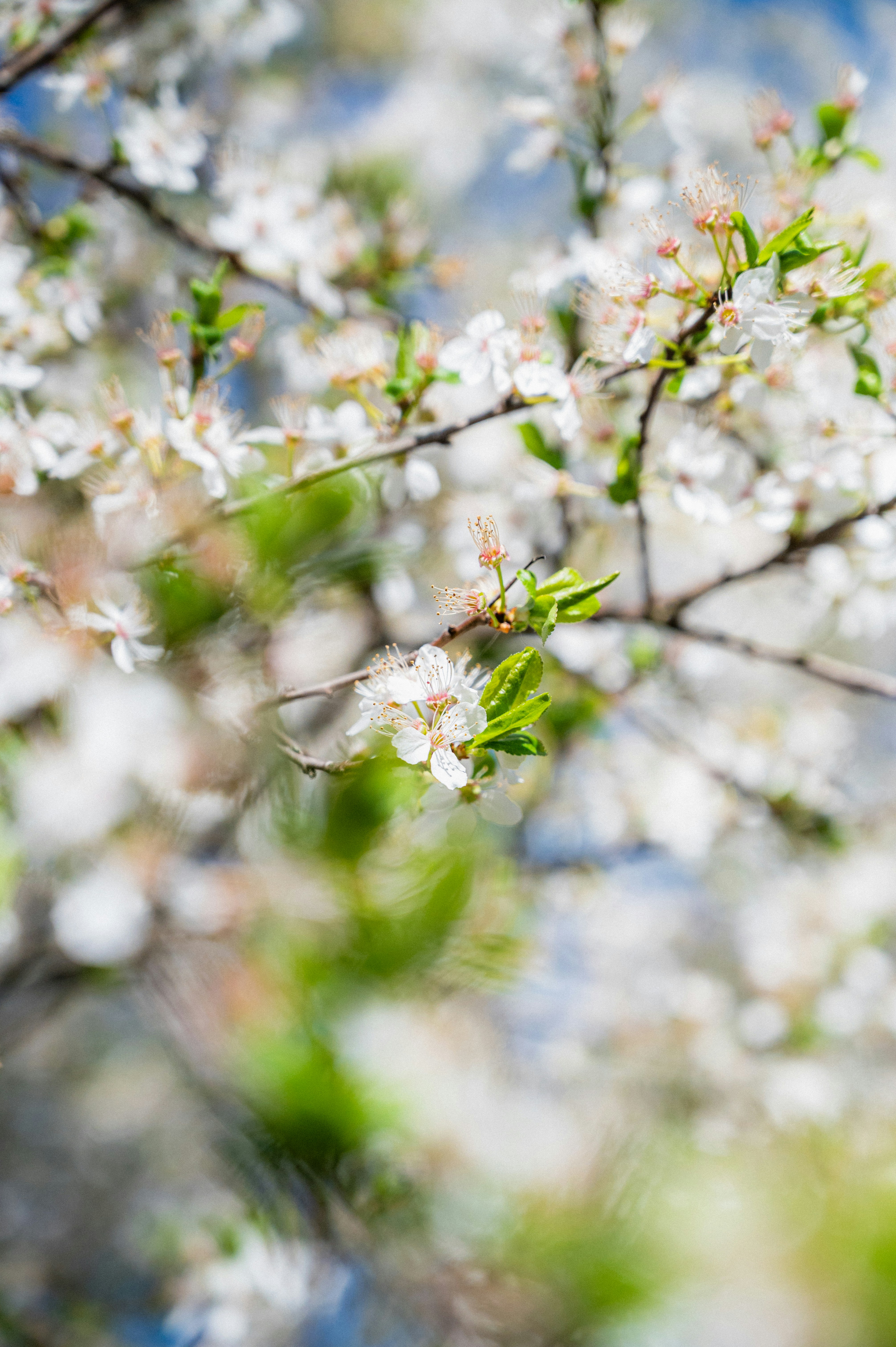 Delicate white blossoms on tree branches against a blurred background of blue sky and greenery.