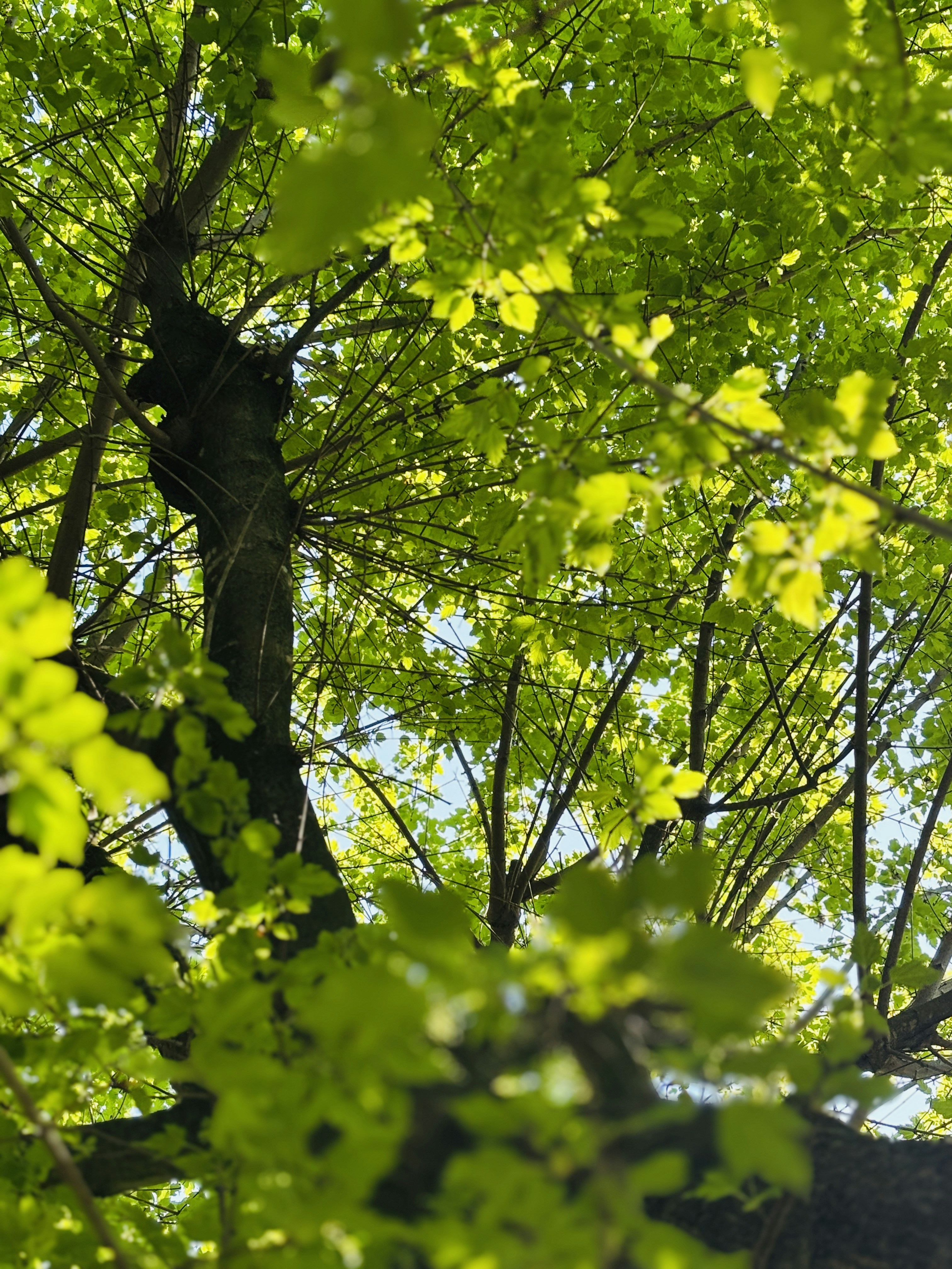 Sunlight filtering through vibrant green leaves of a tree canopy.