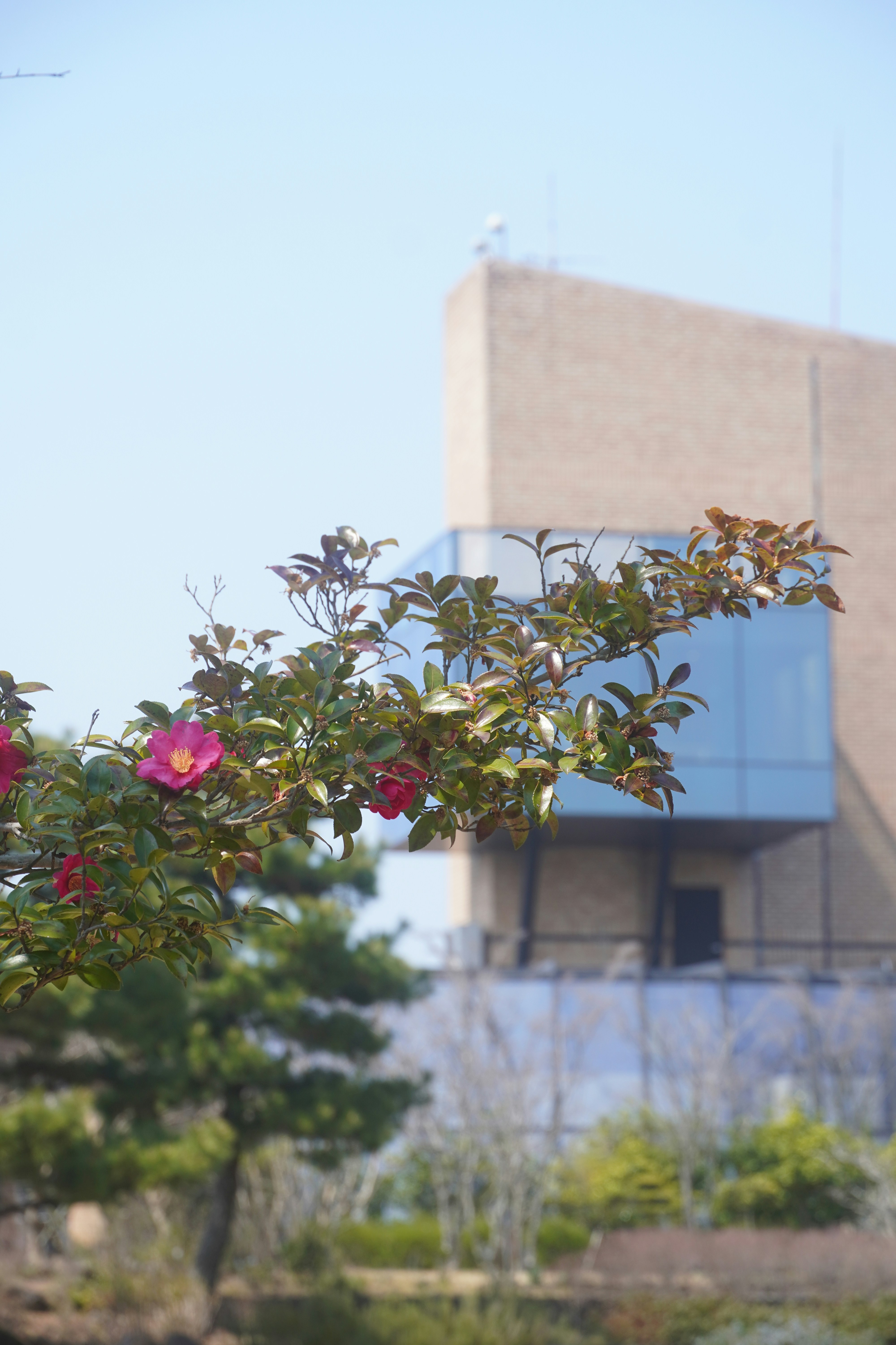Branch with pink flowers set against a modern building under a clear sky.