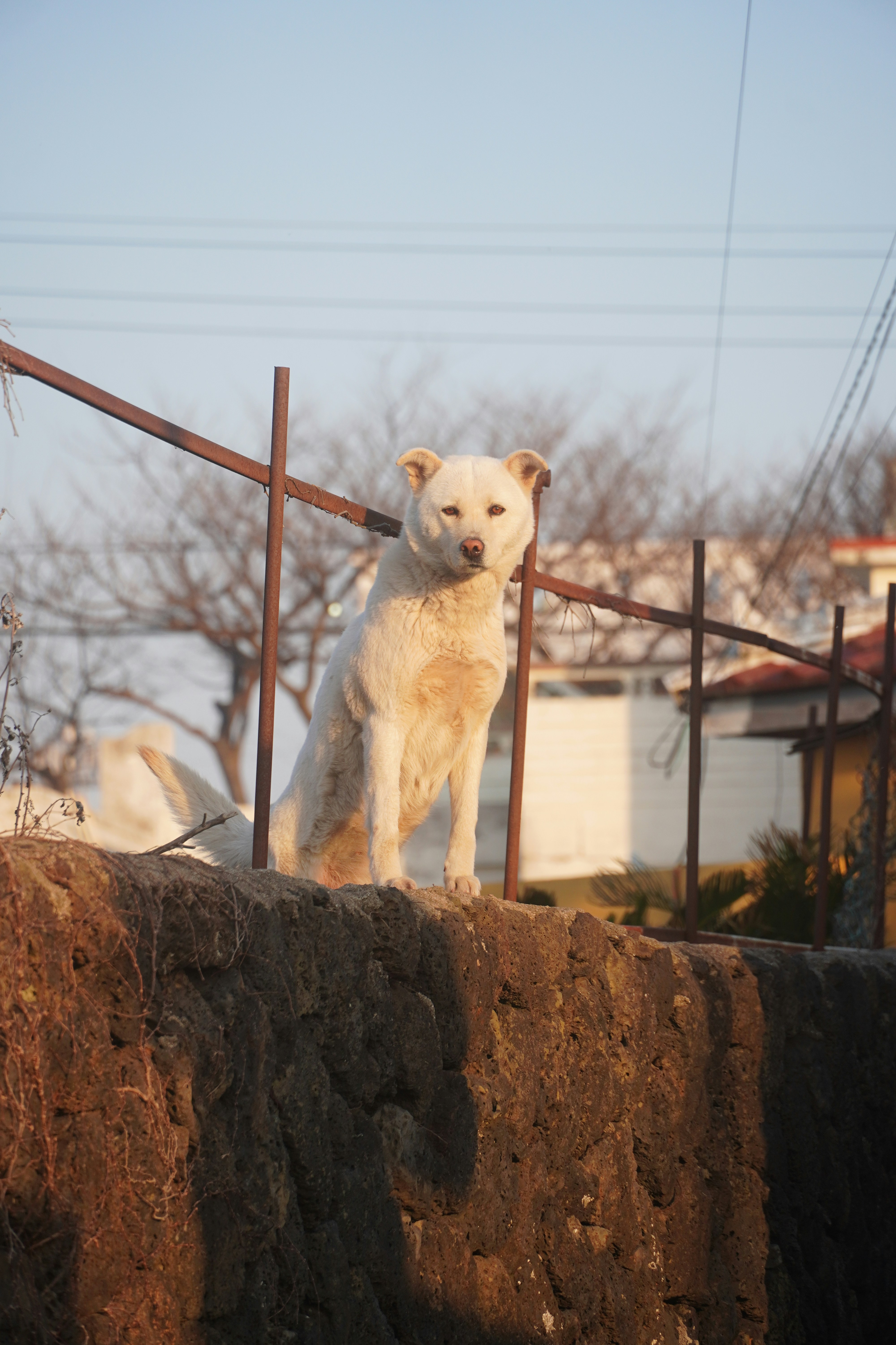 Watcher on the Stone Wall