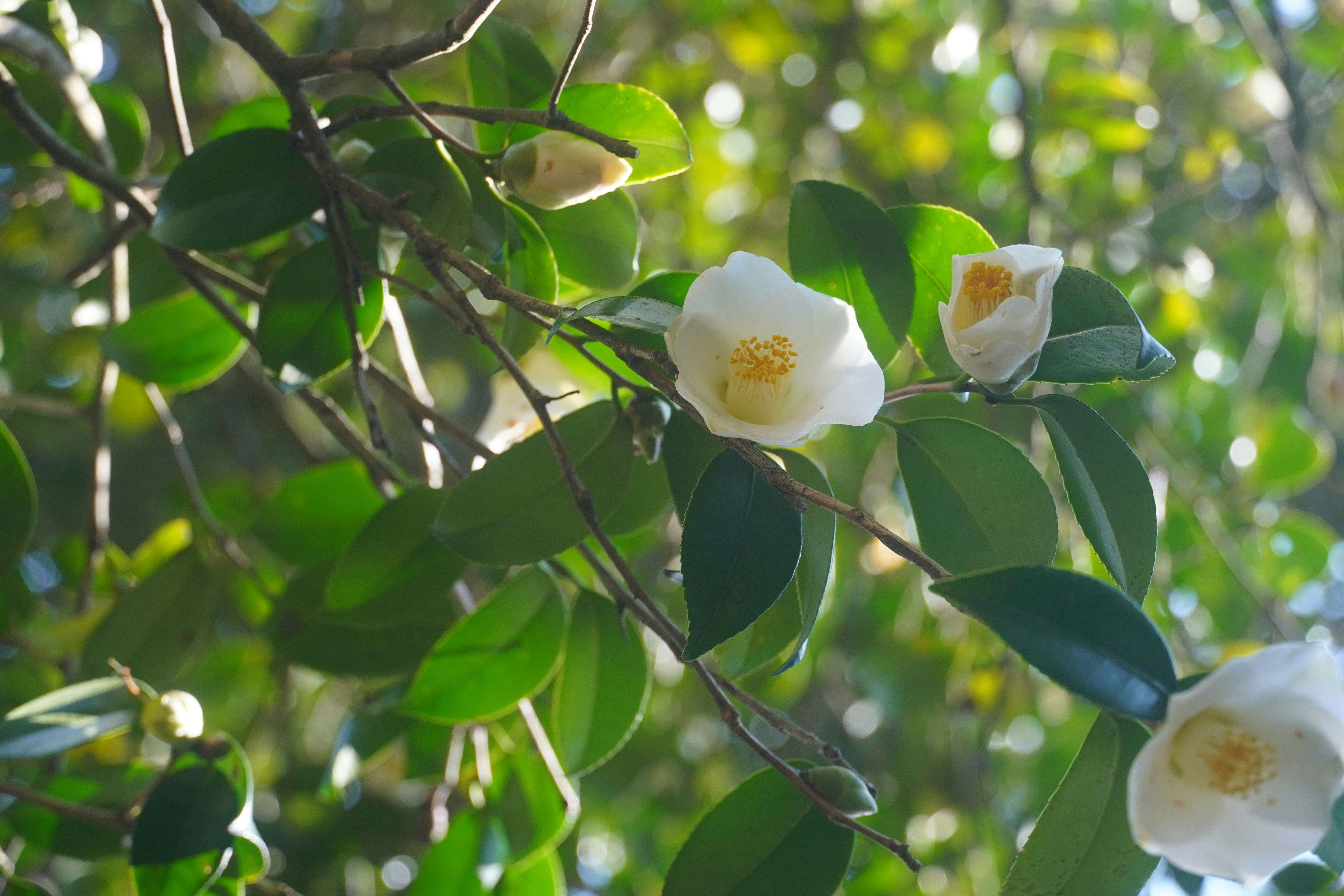Sunlit Camellias: A Quiet Bloom Among Emerald Leaves