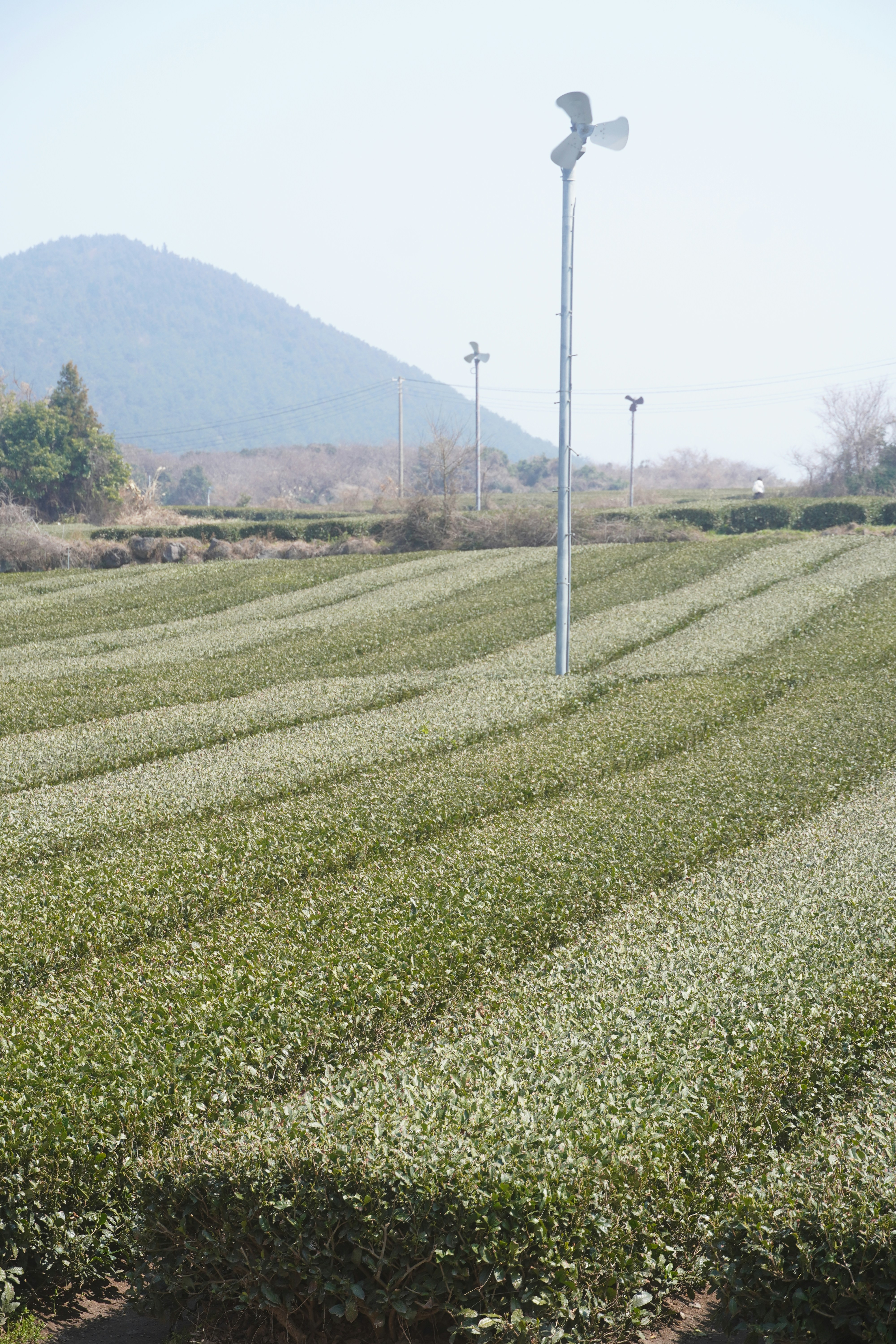 Tea Field Geometry: A Lone Wind Pole Anchors the Horizon