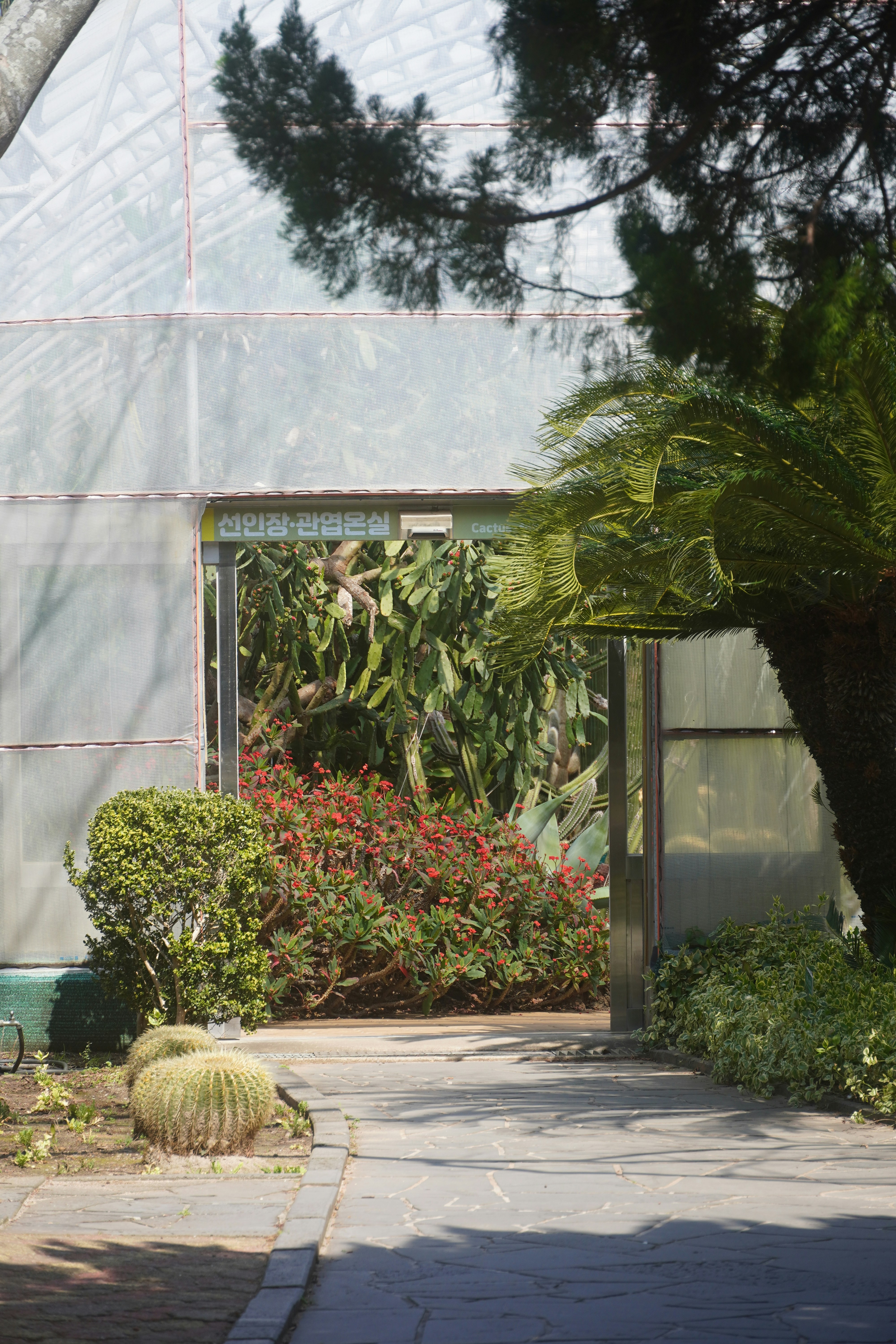 Threshold of Glass and Green: Sunlit Path to a Lush Greenhouse Entrance