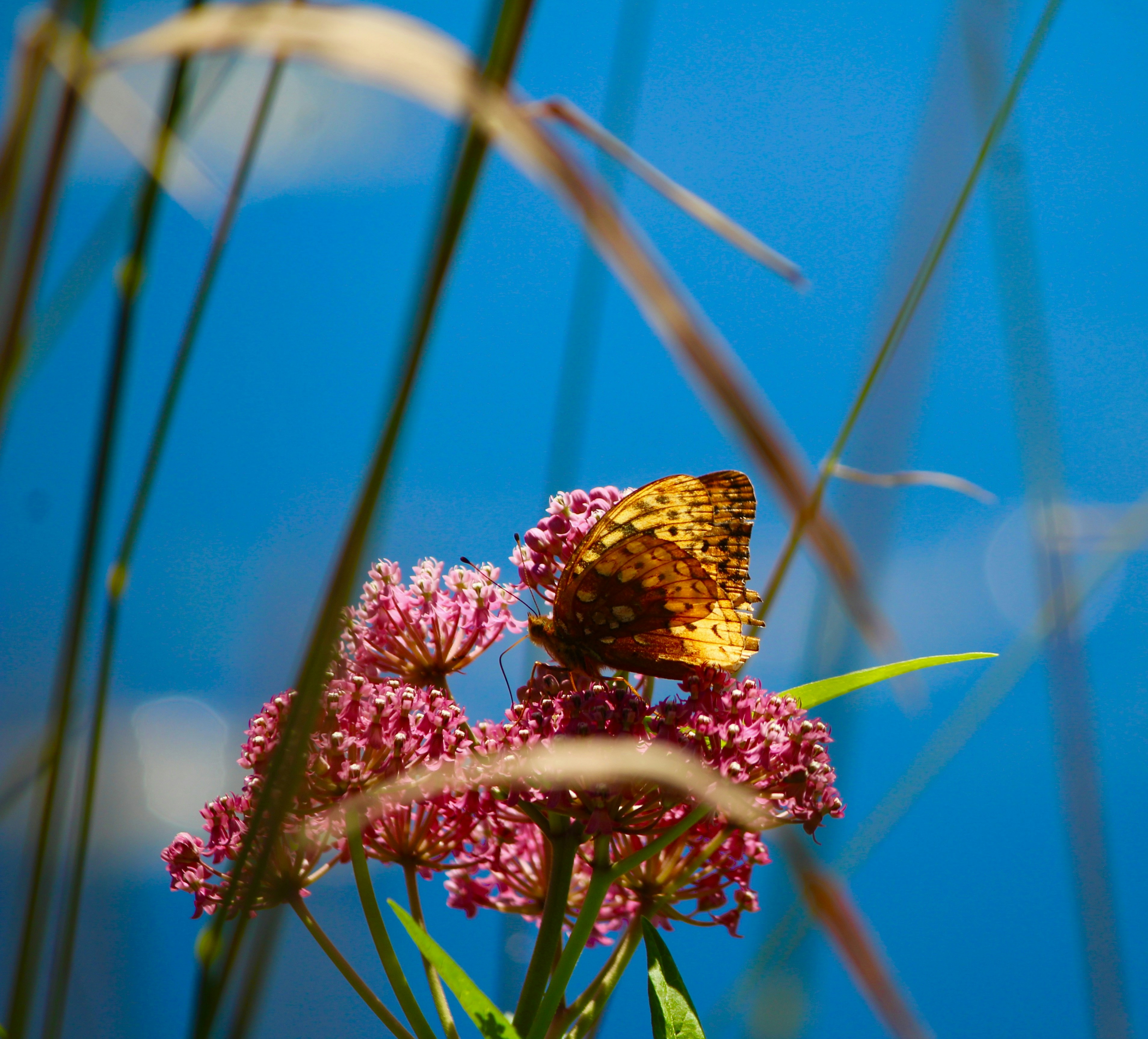 Fritillary butterfly perched on vibrant pink flowers against a clear blue sky.