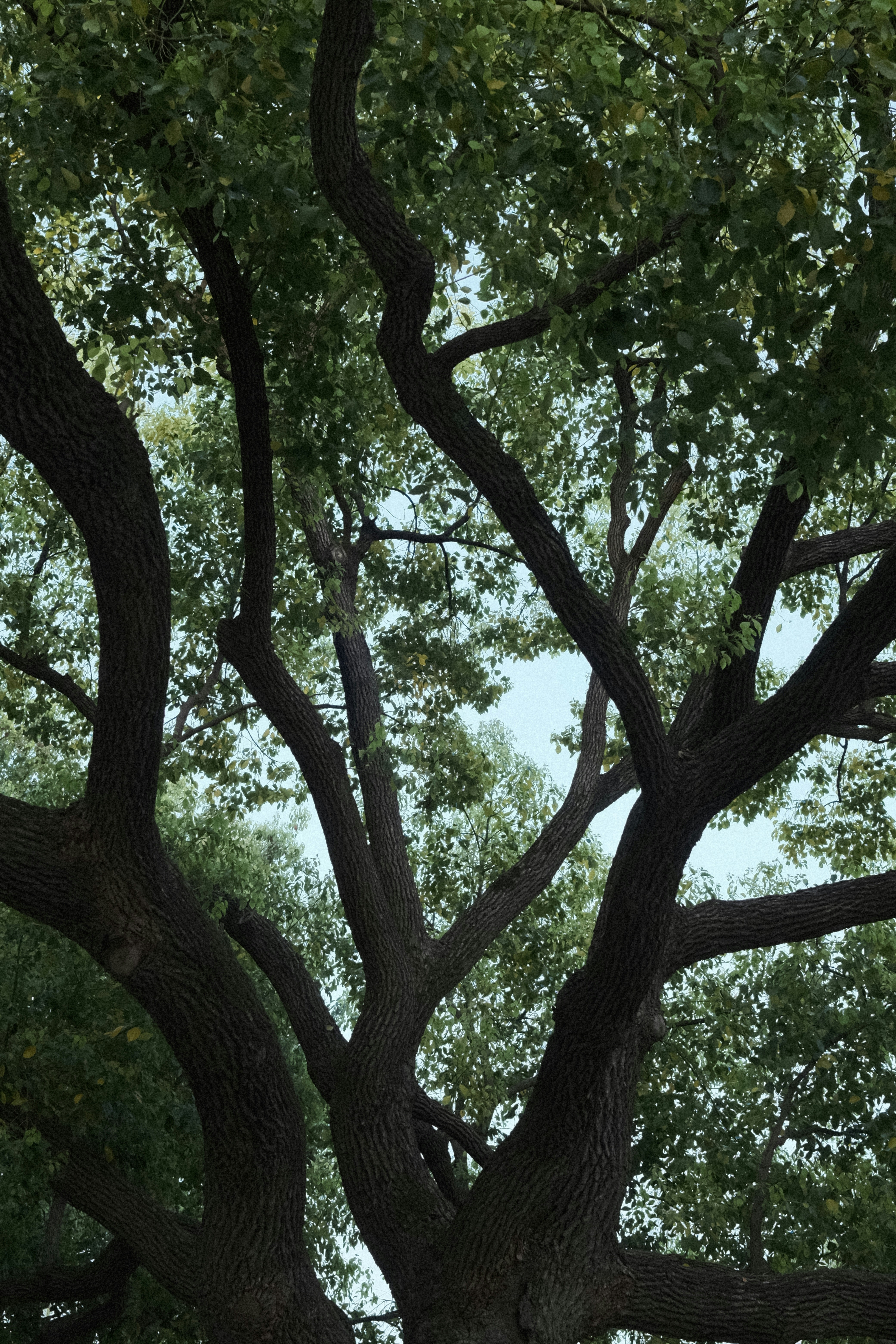 Complex network of tree branches silhouetted against a pale sky.