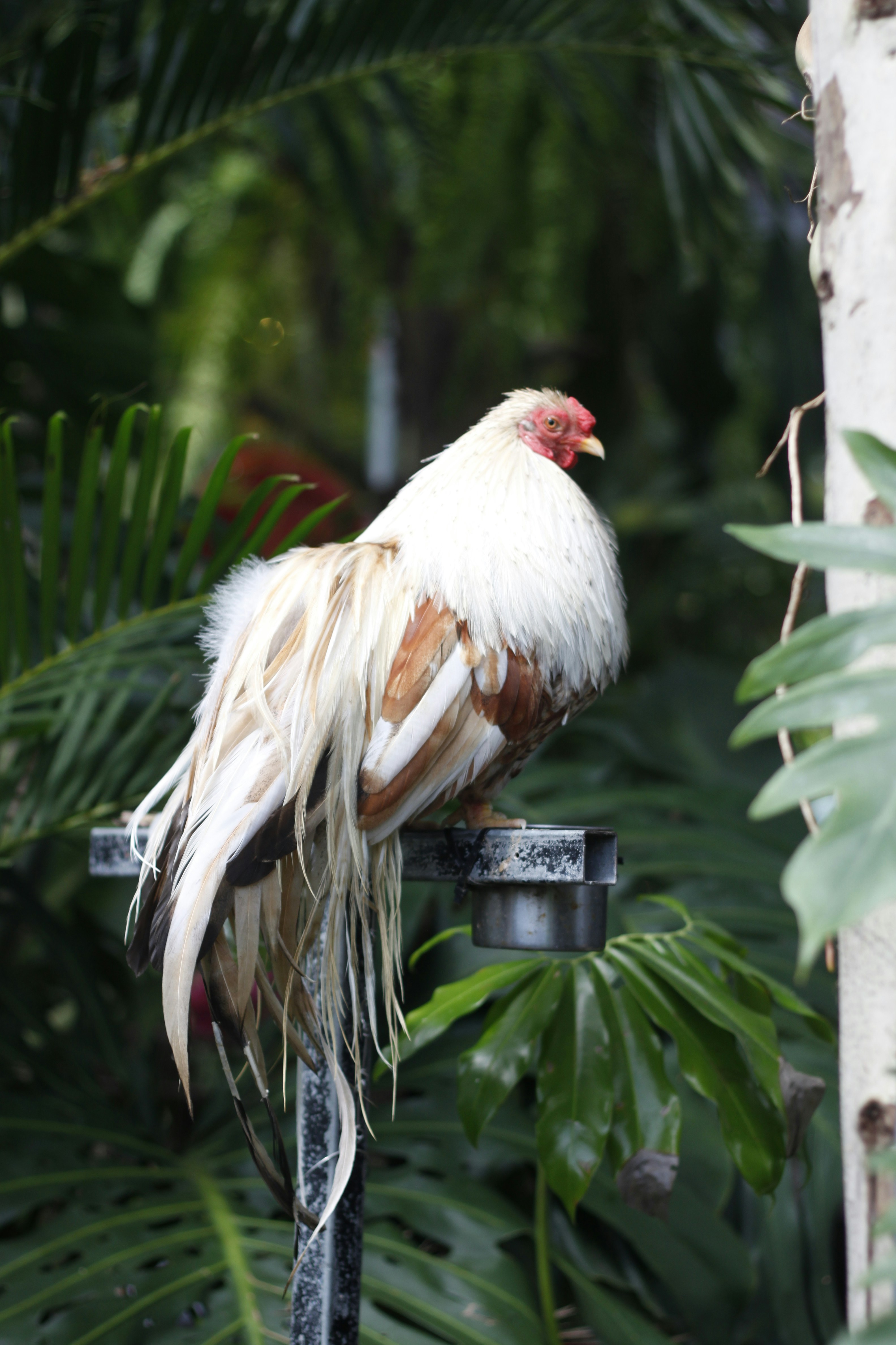 A wet rooster perches in lush greenery. photo – Free Animal Image on ...
