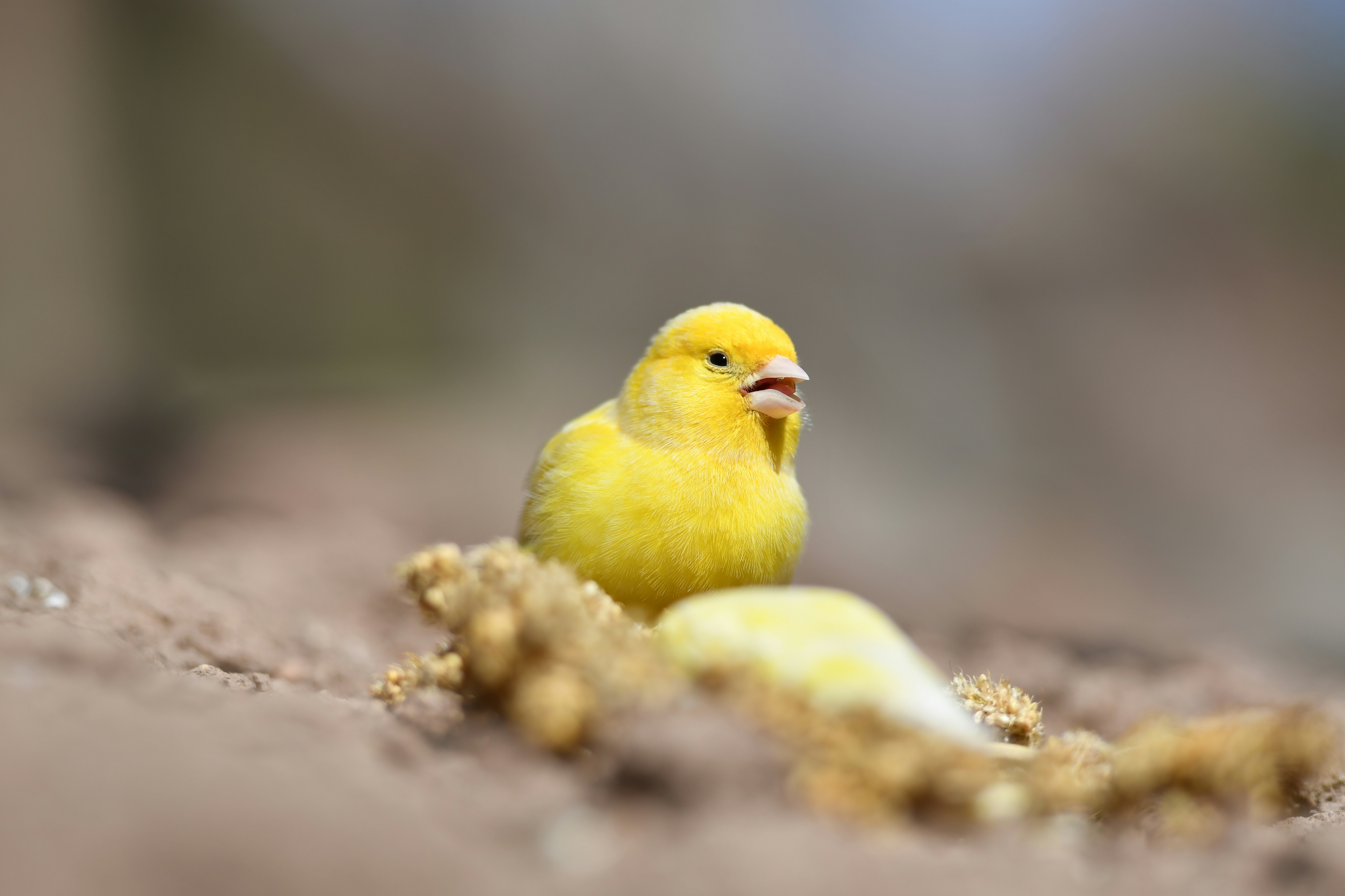 Photo by Martin Derksen with Nikon D500