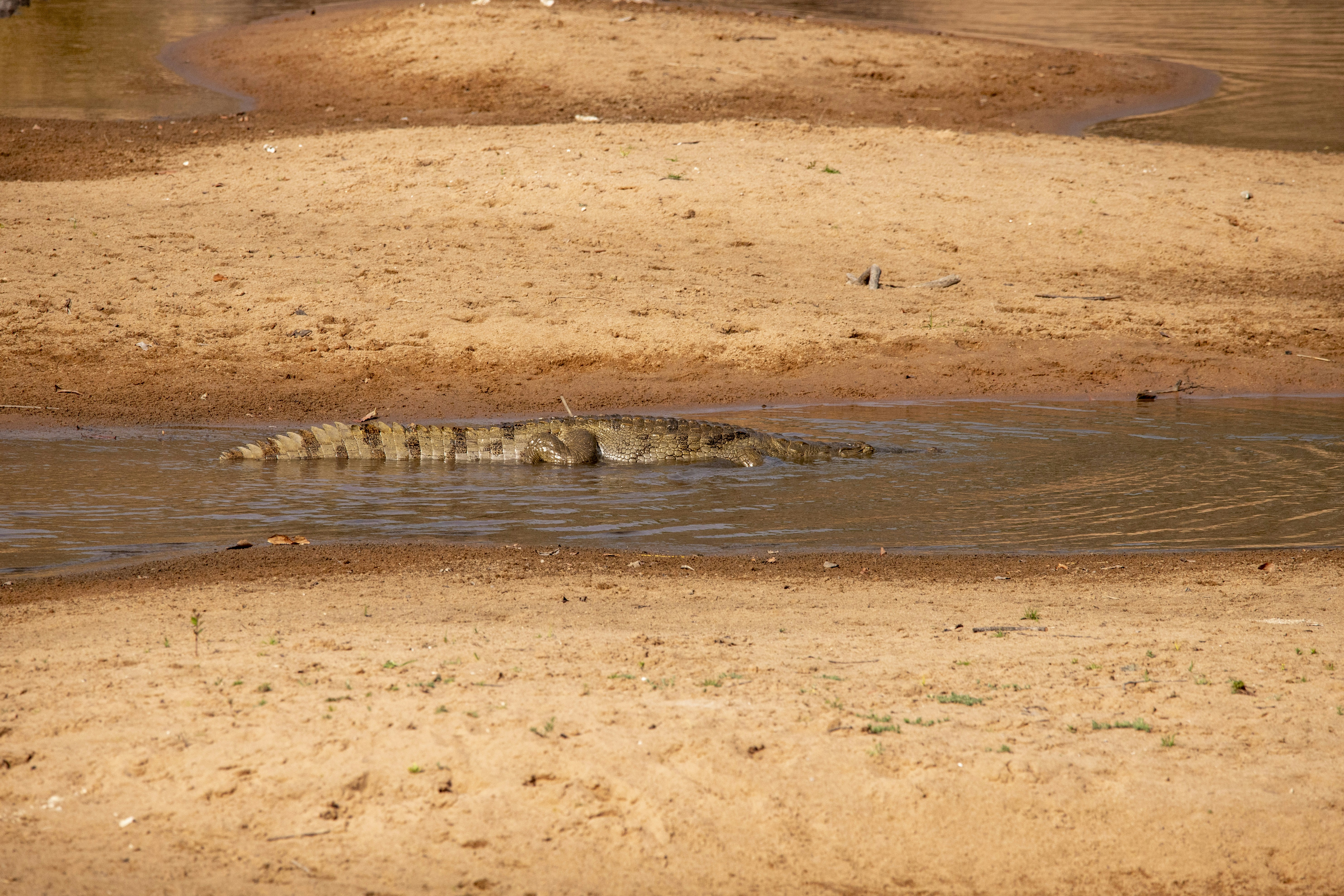 A crocodile rests in shallow water. photo – Free Jungle Image on Unsplash