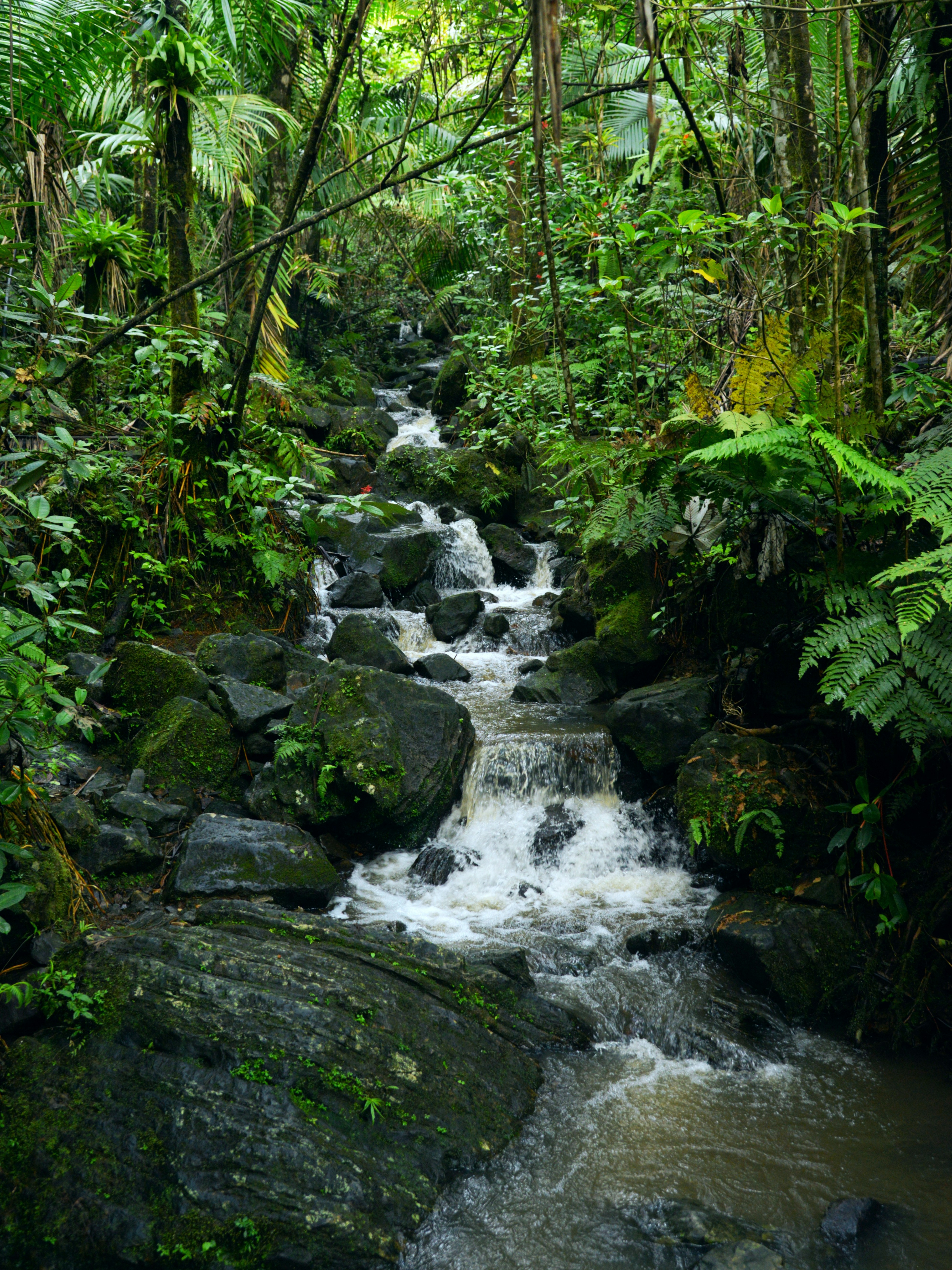 Gentle stream cascading over moss-covered rocks, surrounded by lush tropical foliage and vibrant greenery.