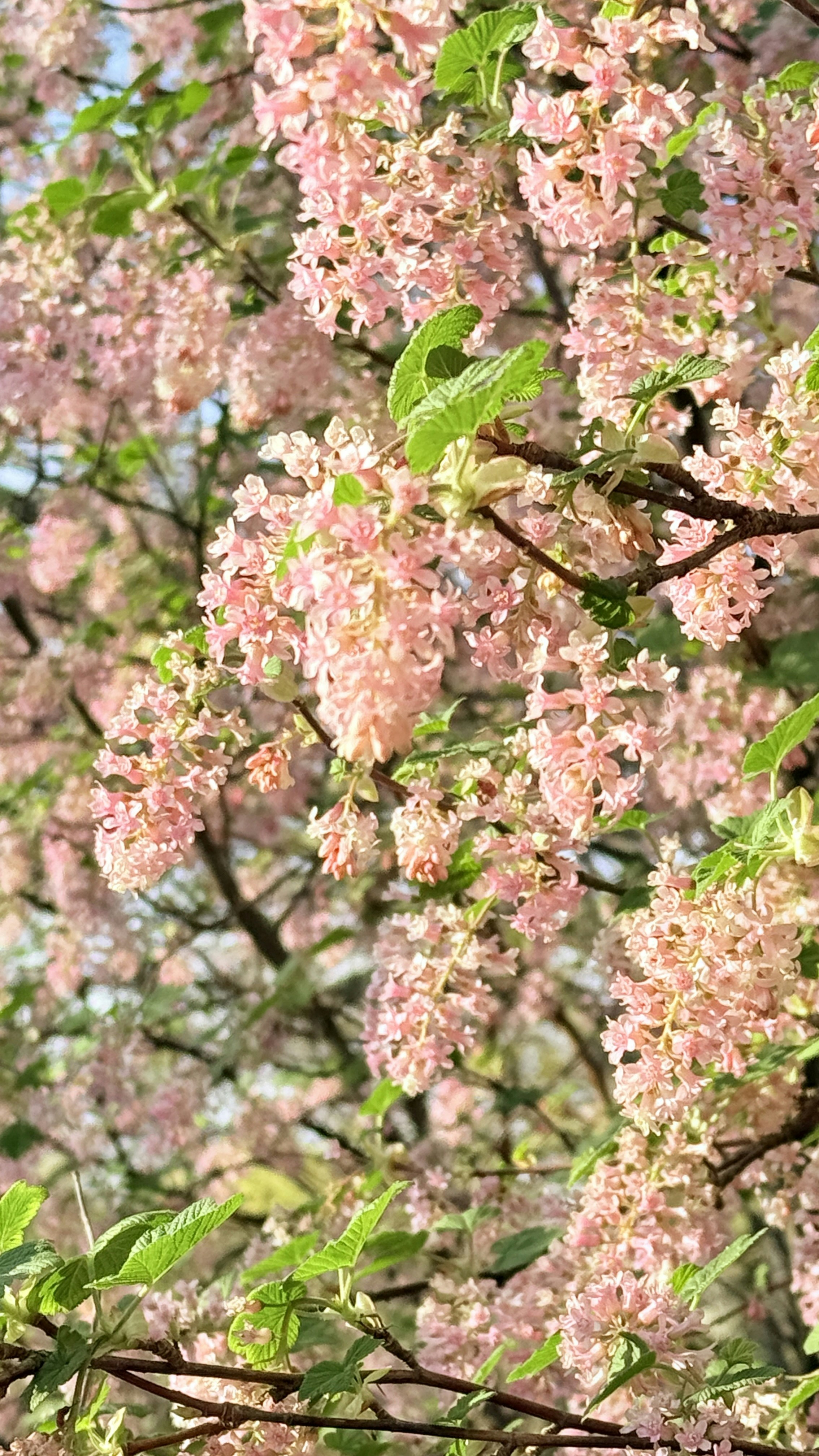 Blush Cascade: Spring Cherry Blossoms Draped in Soft Light