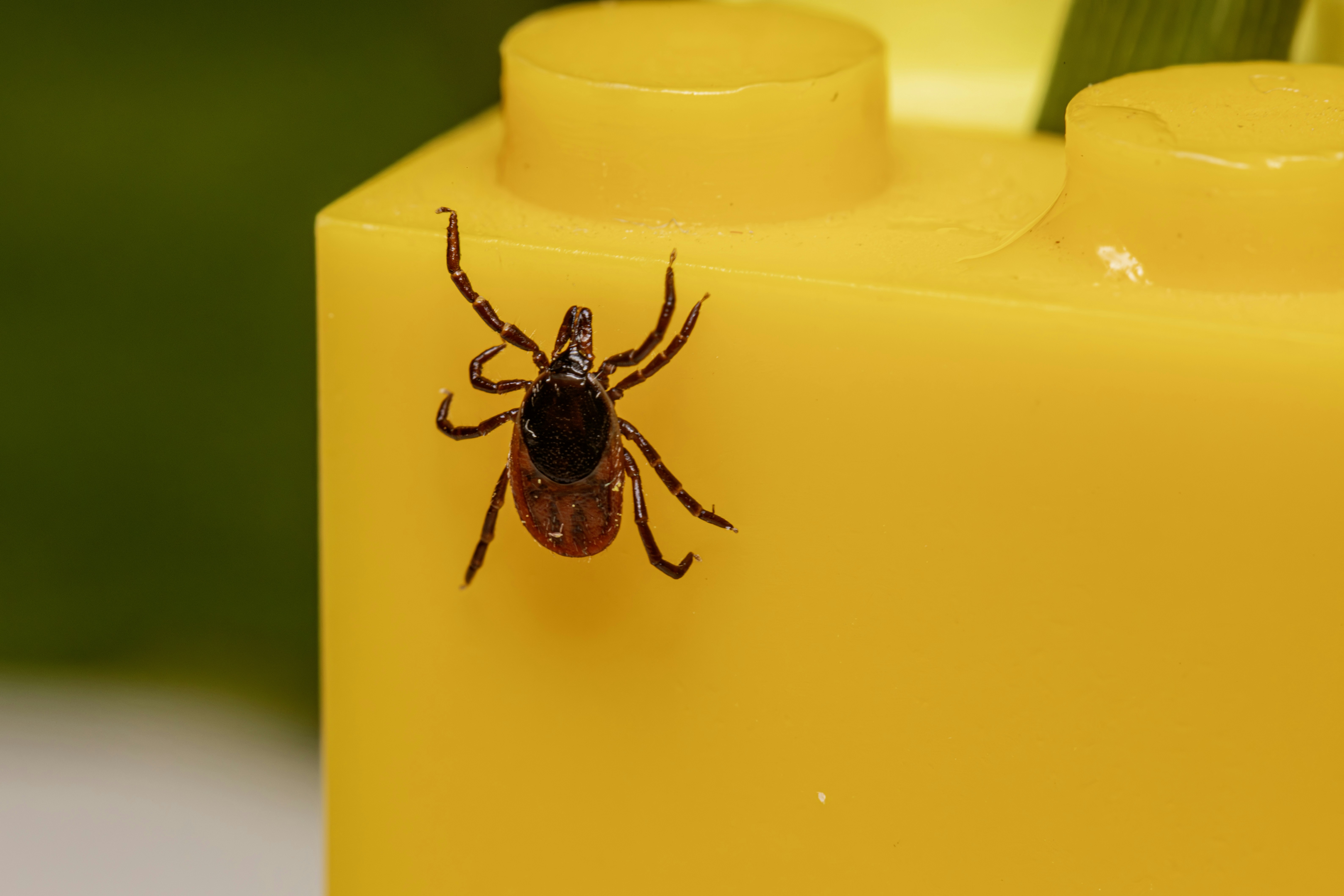 A tick crawls on a yellow toy block. photo – Free Animal Image on Unsplash