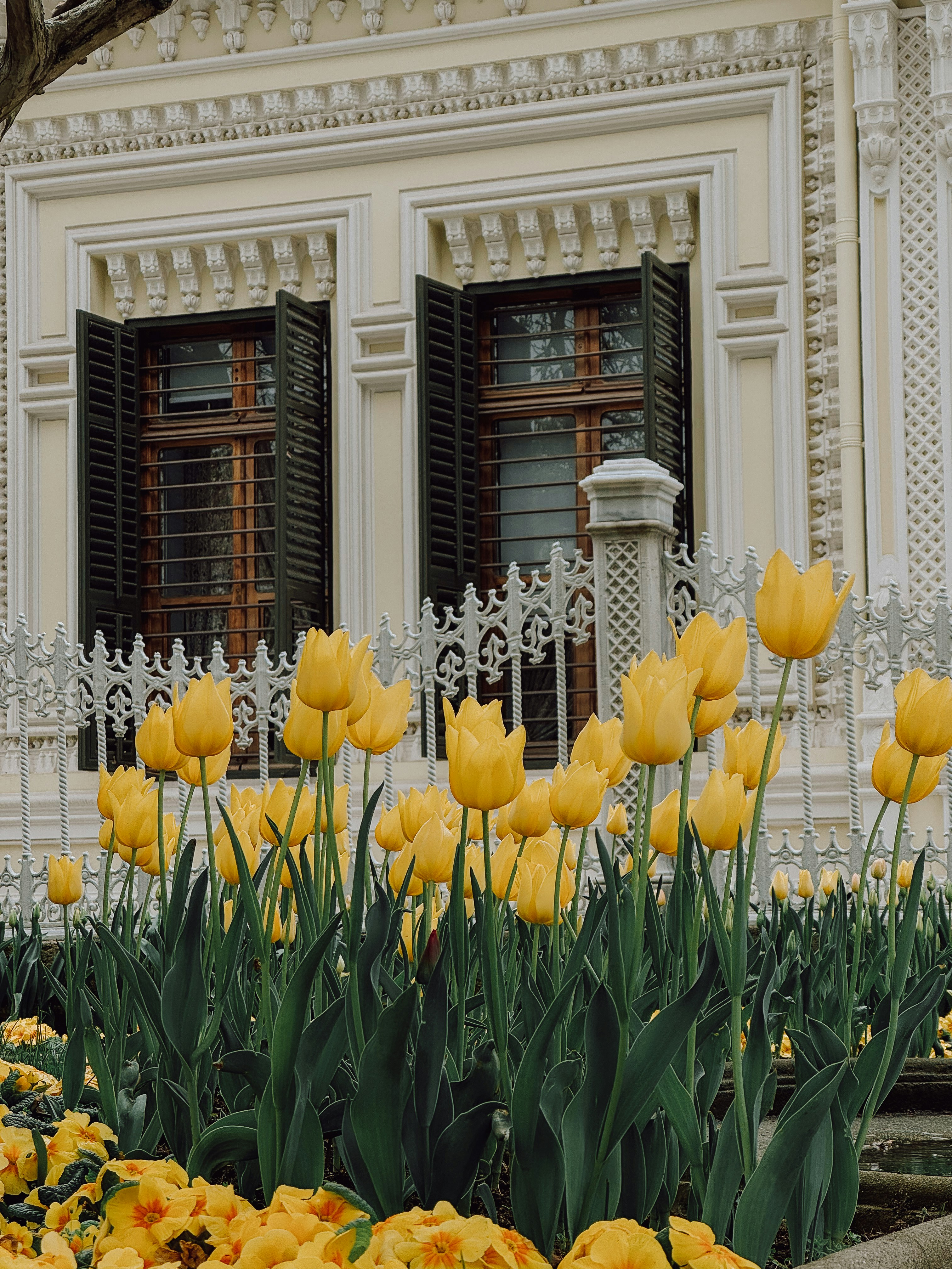 Golden Tulips Framing a Historic Facade with Delicate Ironwork