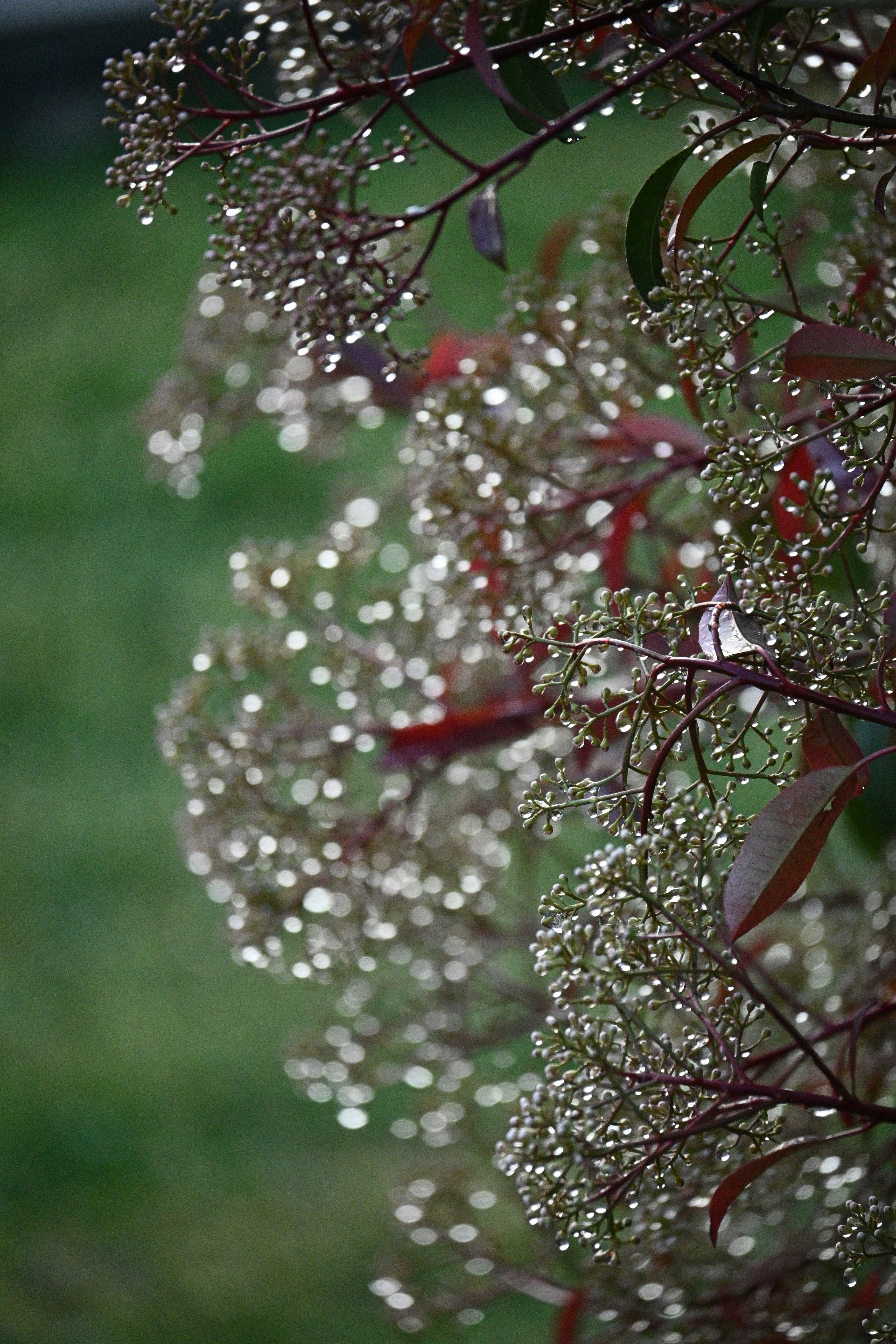 Dew-Glitter on a Red-Leaf Cascade