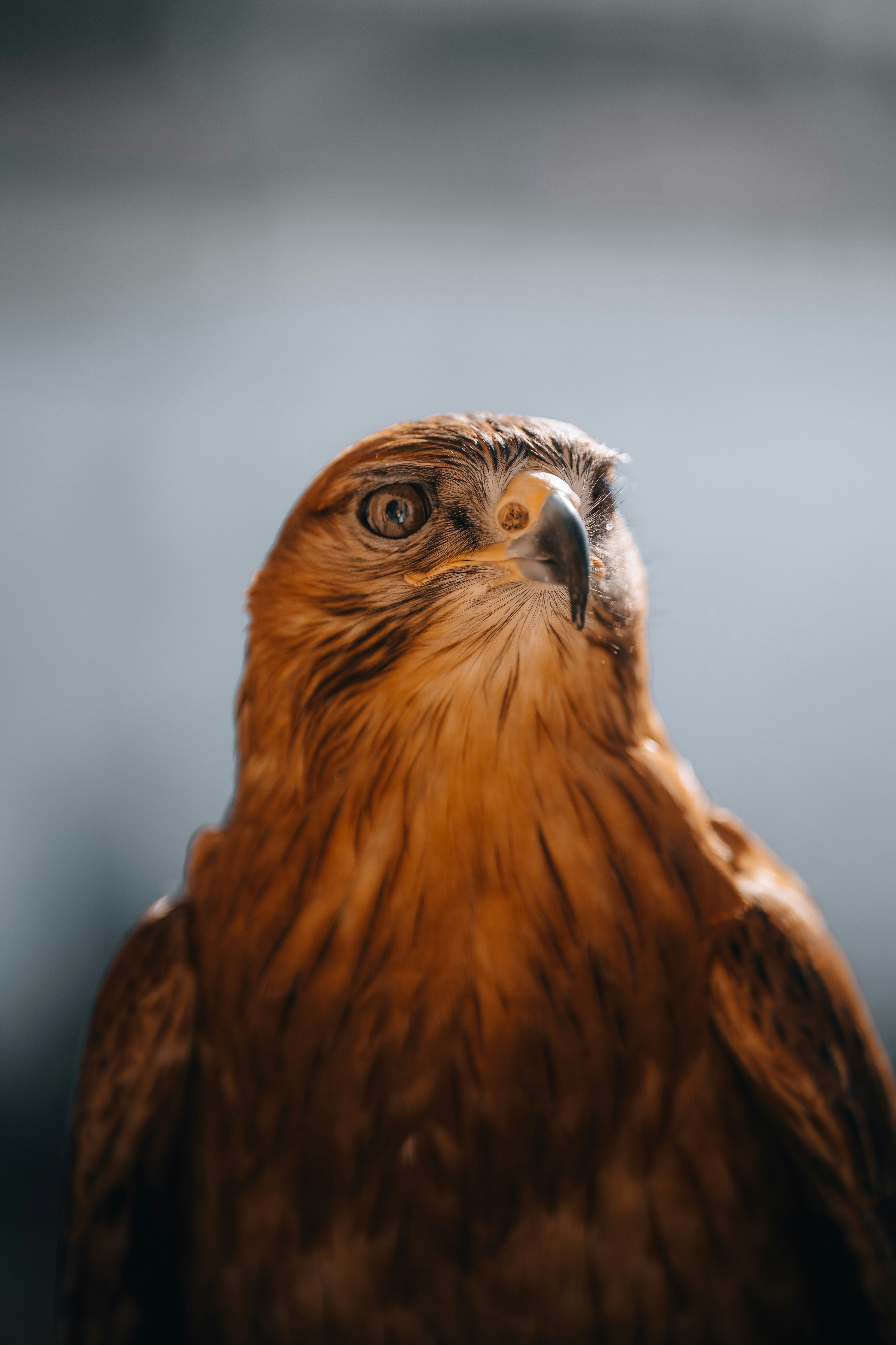 A majestic hawk staring upward. photo – Free Animal Image on Unsplash