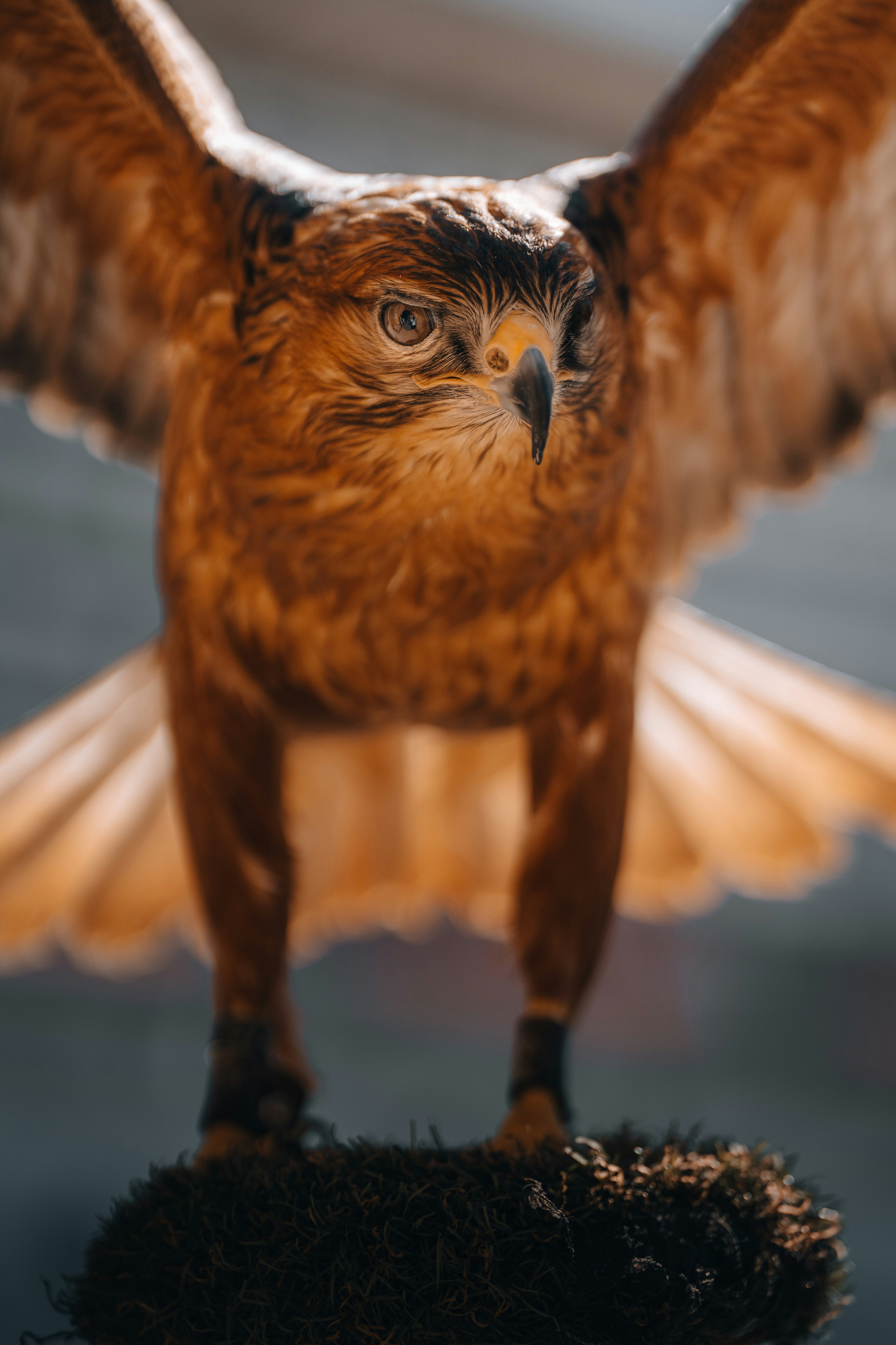 A hawk perched, ready for flight. photo – Free Human Image on Unsplash