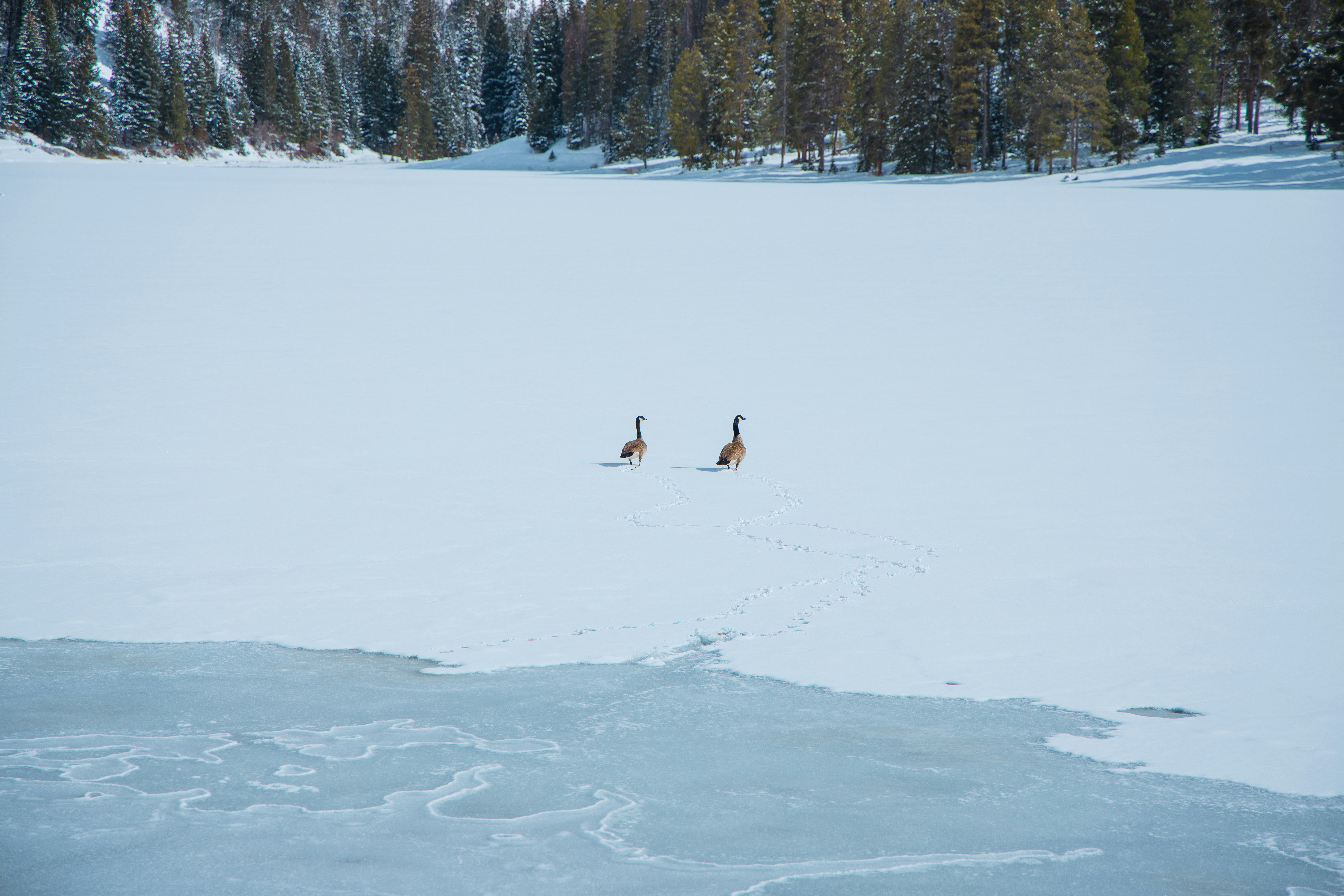 Geese on a Frozen Journey