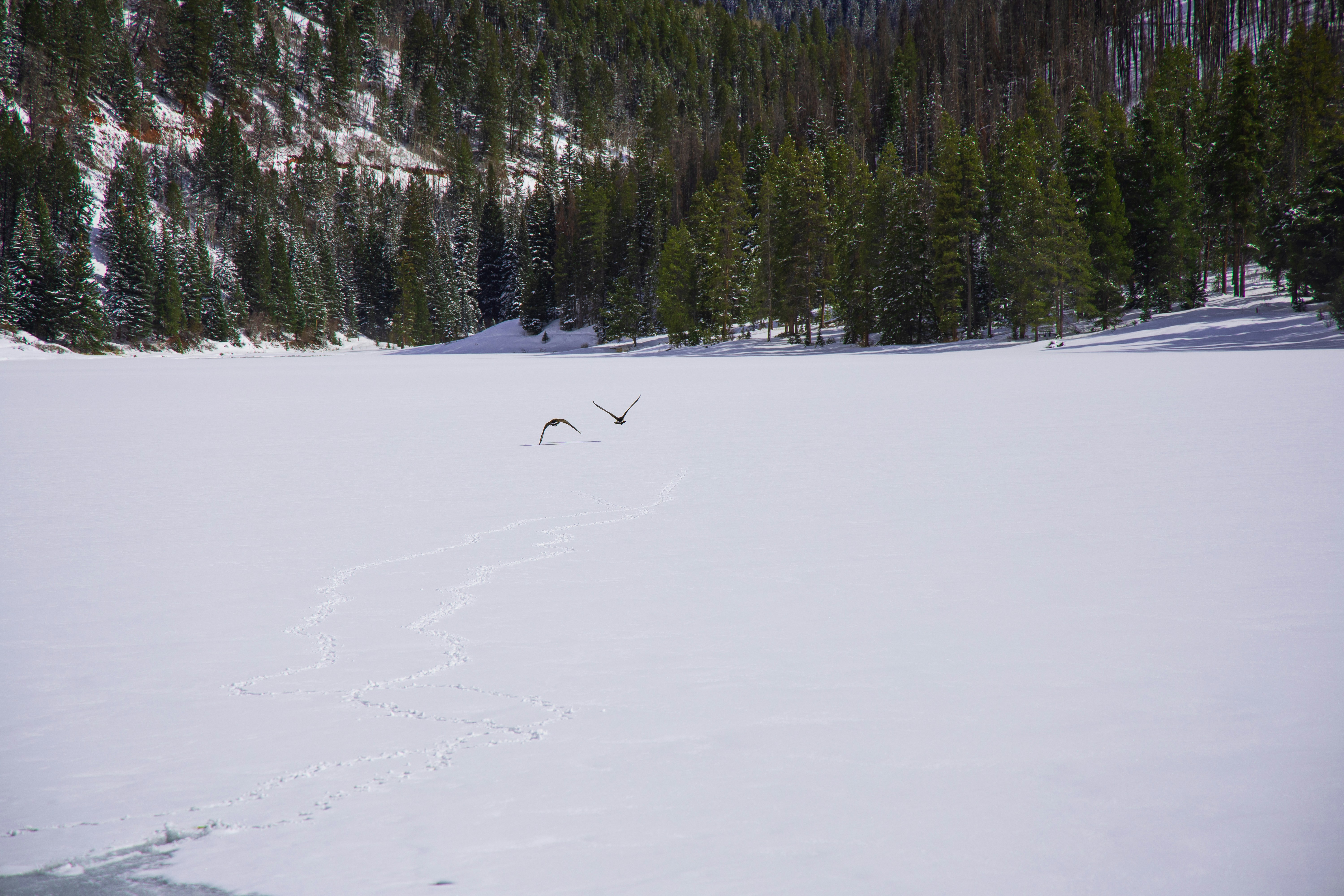 These two geese were walking across this frozen lake before they flew off. | Birds fly over a frozen lake in winter.