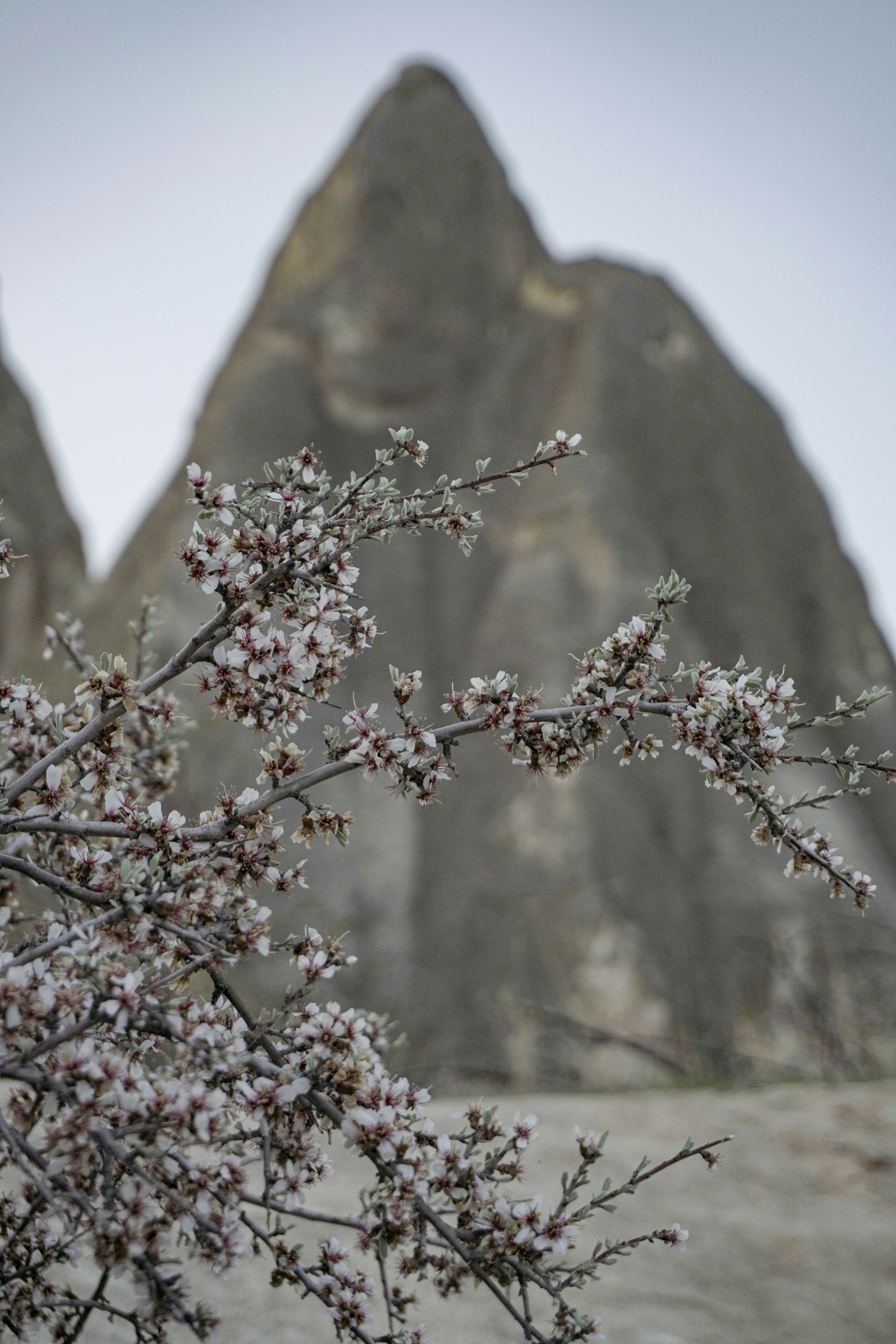 Snow-Kissed Blossoms Before a Towering Basalt Spire
