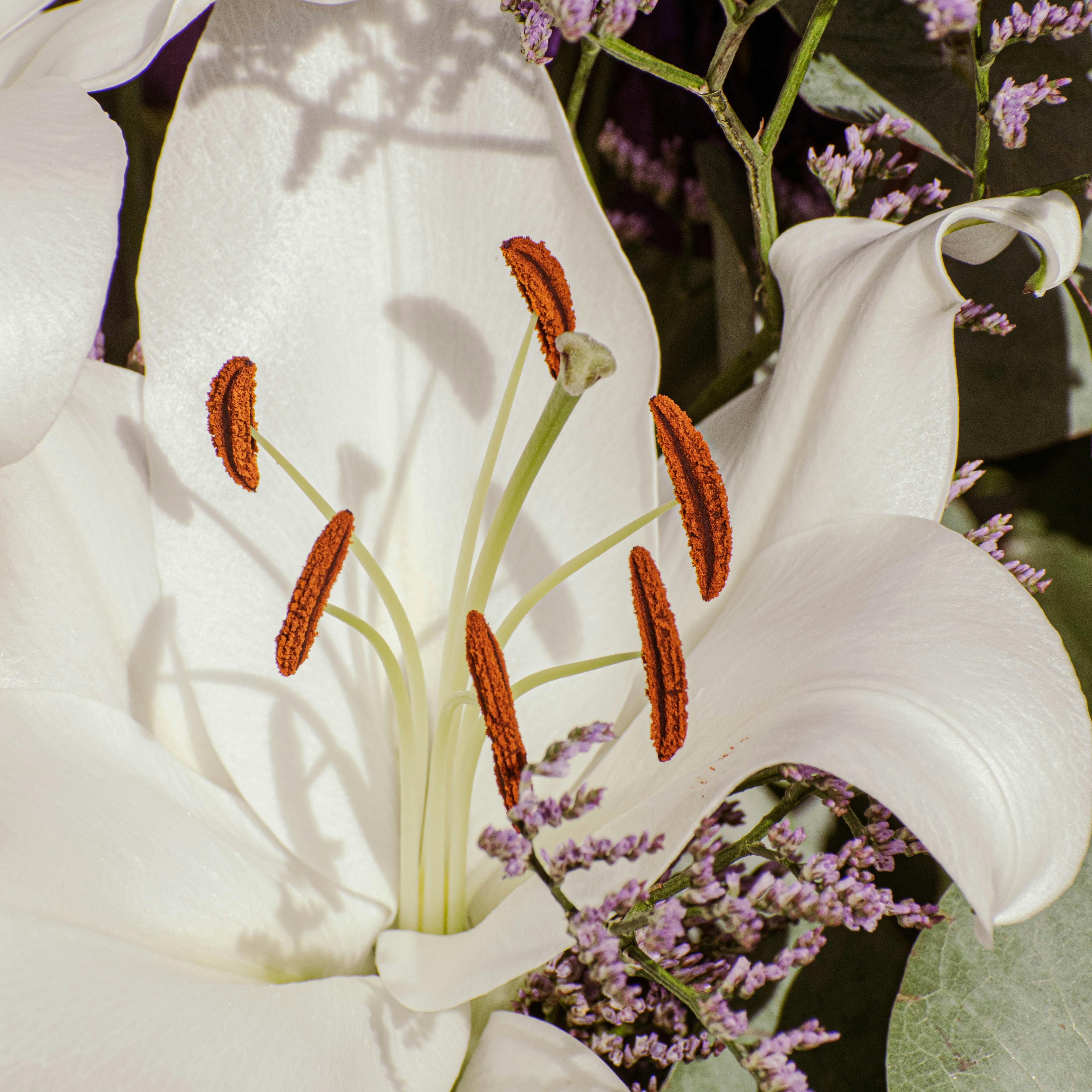 Stamen Spotlight: White Lily Framed by Lavender Sprigs