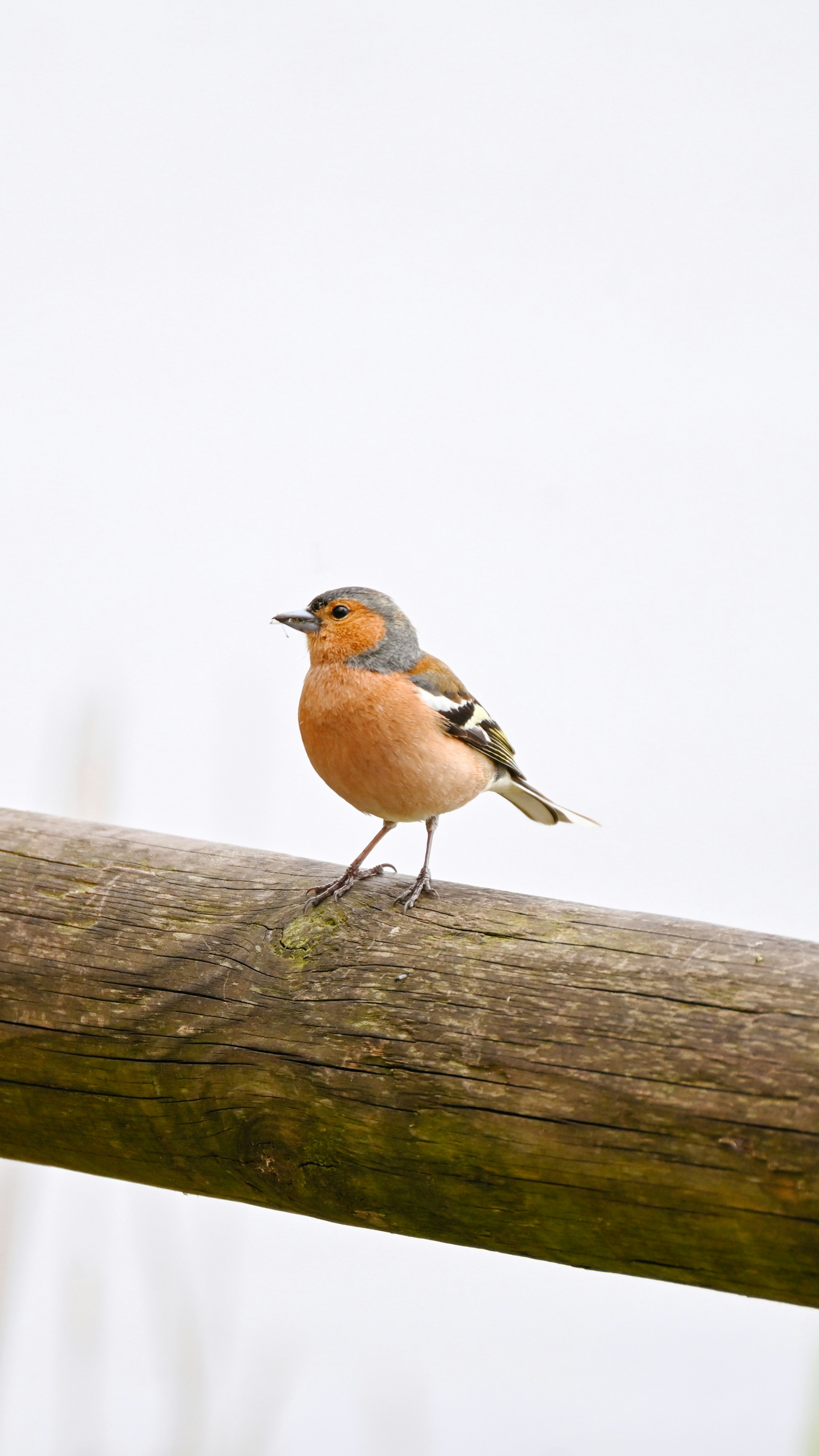 A bird is perched on a wooden beam. photo – Free Animal Image on Unsplash