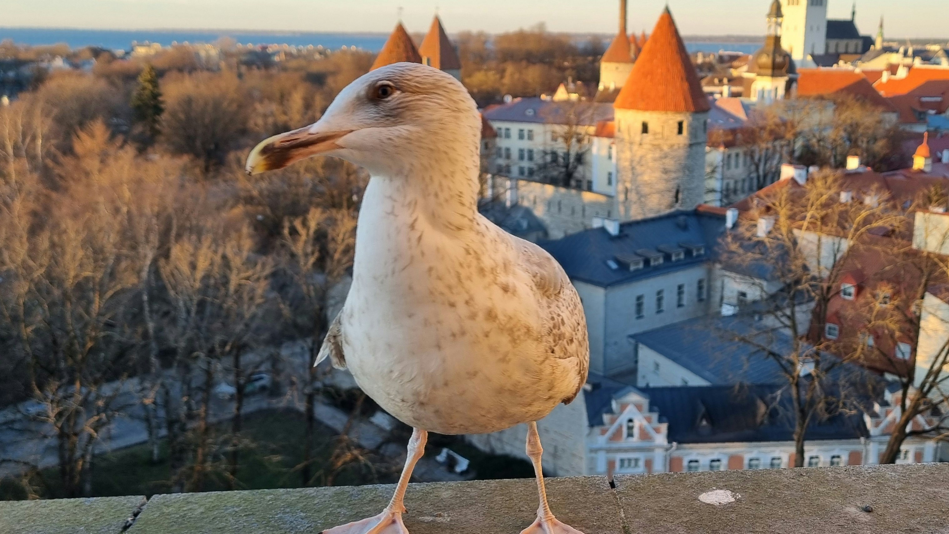 Seagull standing on a ledge overlooking a historic cityscape with red-roofed towers.