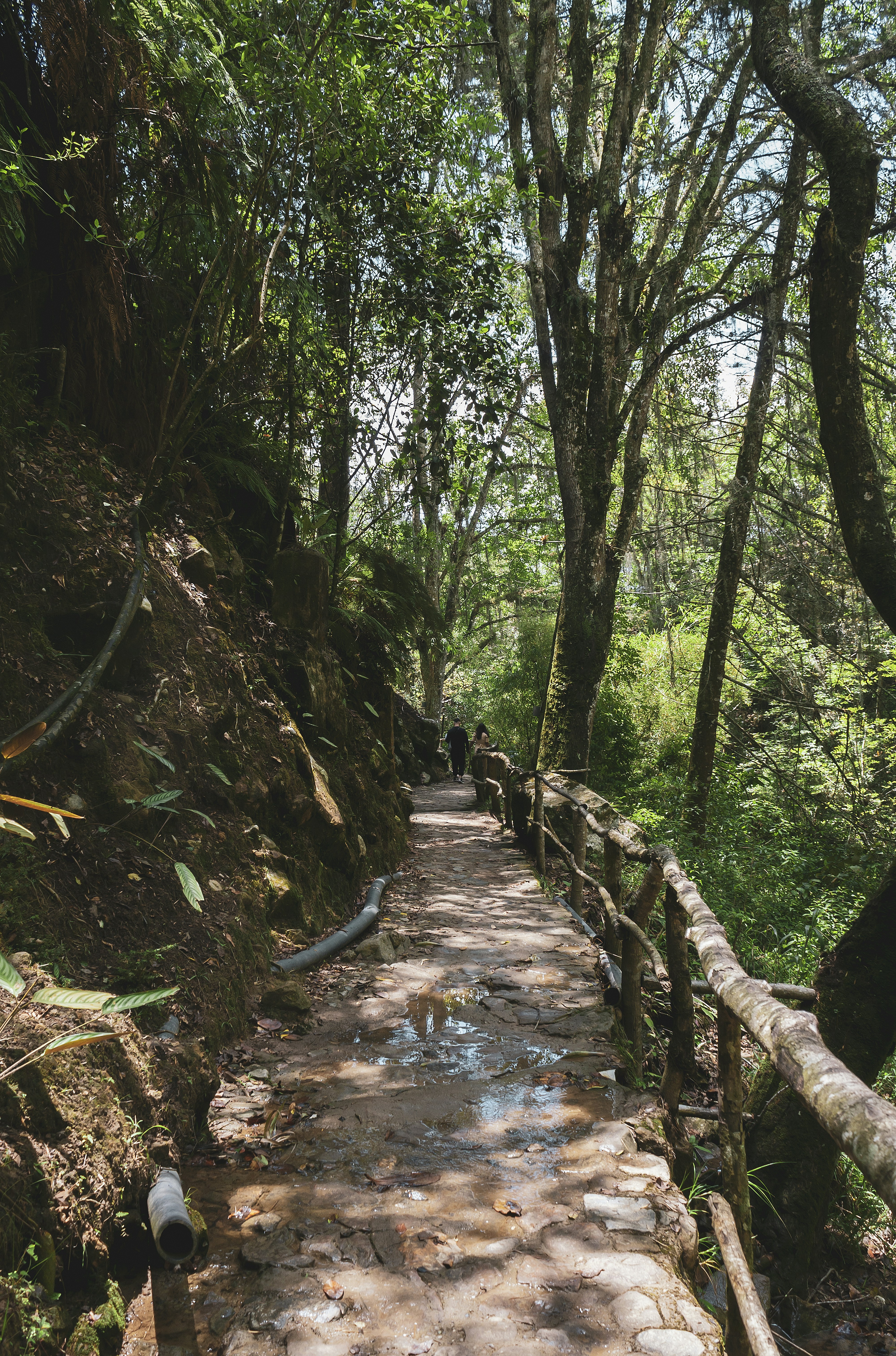 Winding trail through a lush forest, bordered by greenery and wooden railings, leading towards a distant figure. Sunlight filters through the canopy above.