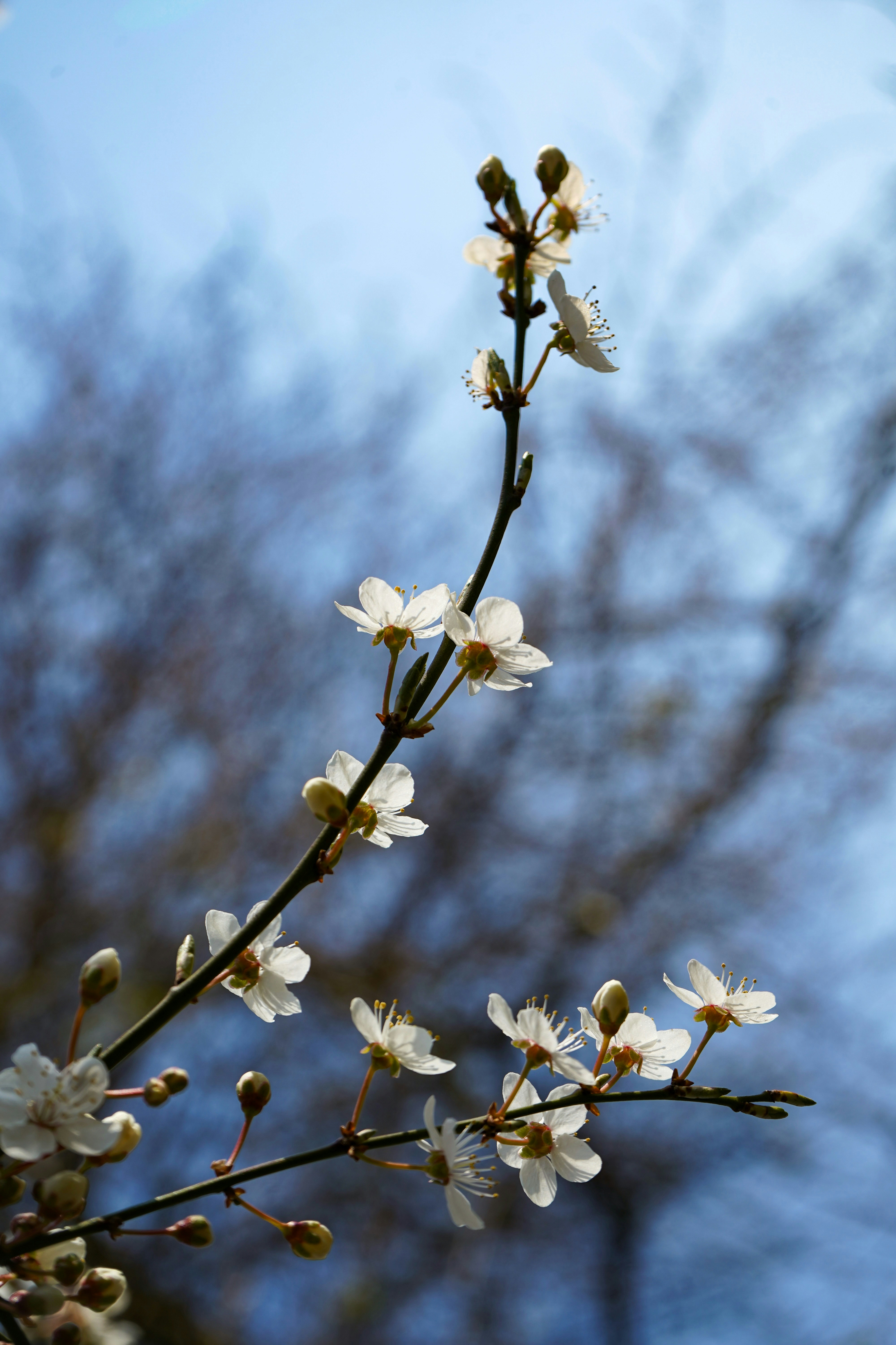 White blossoms bloom on a tree branch. photo – Free Spring Image on ...