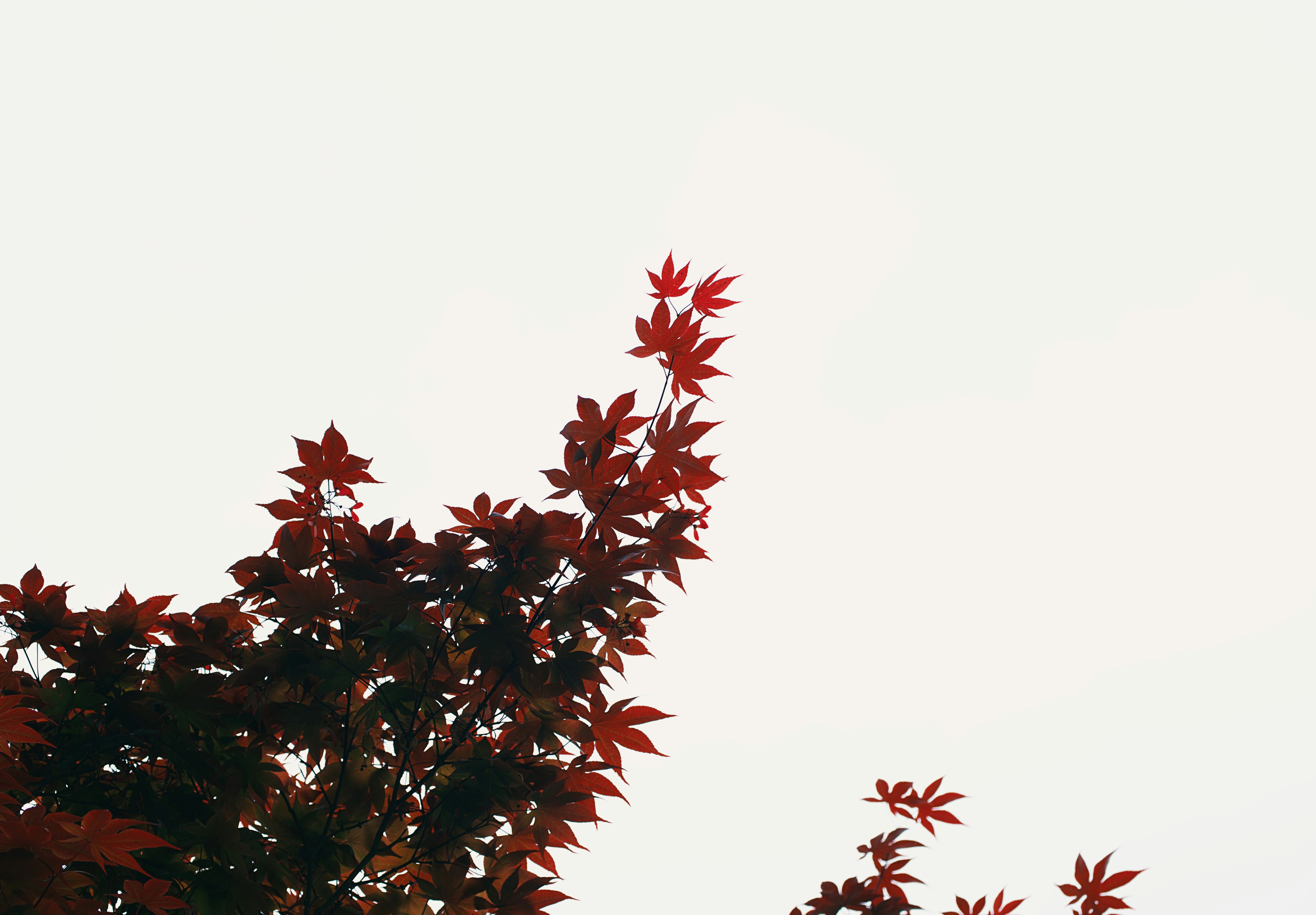 Crimson Canopy Against a Pale Sky