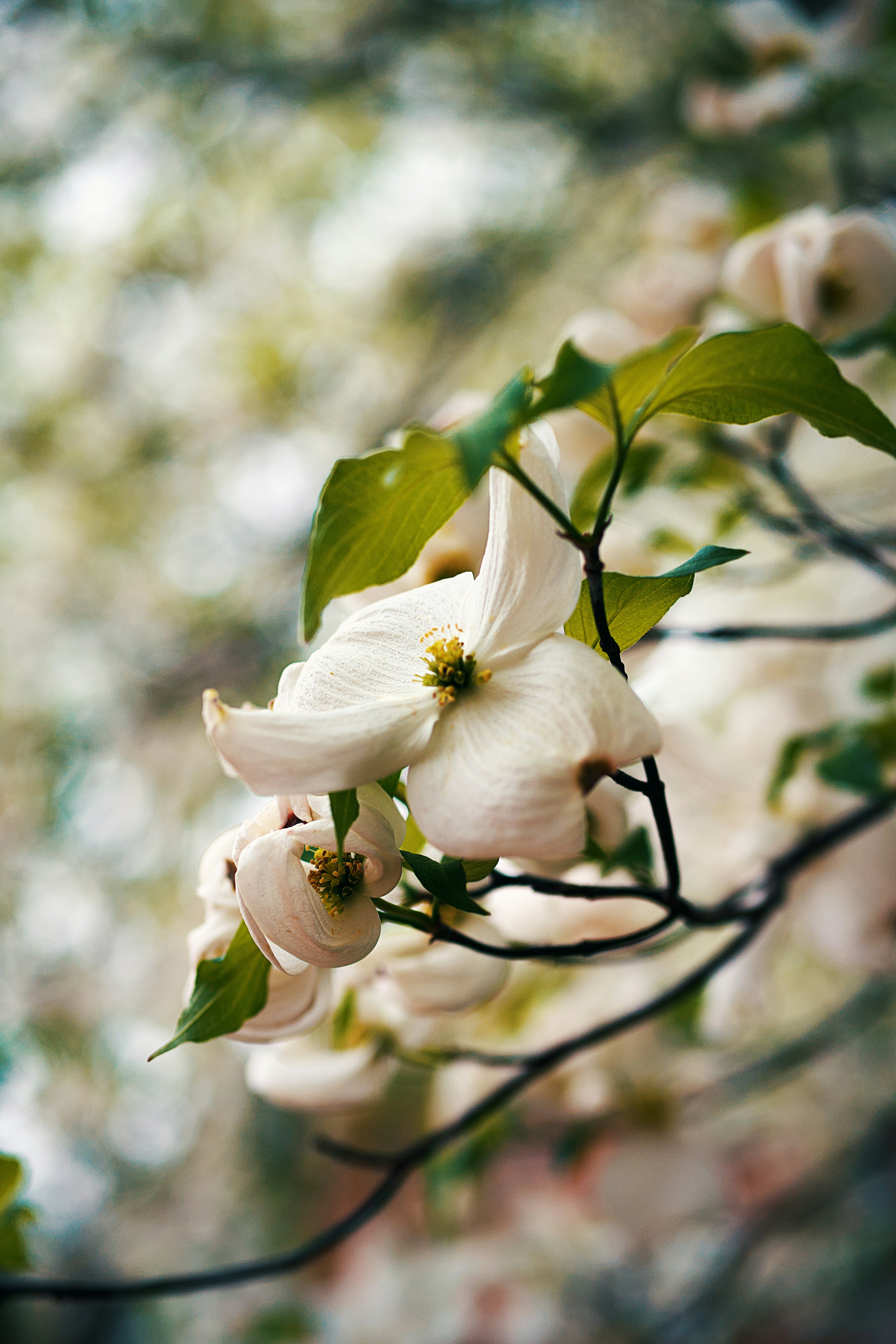 Cream Dogwood in a Velvet Bokeh