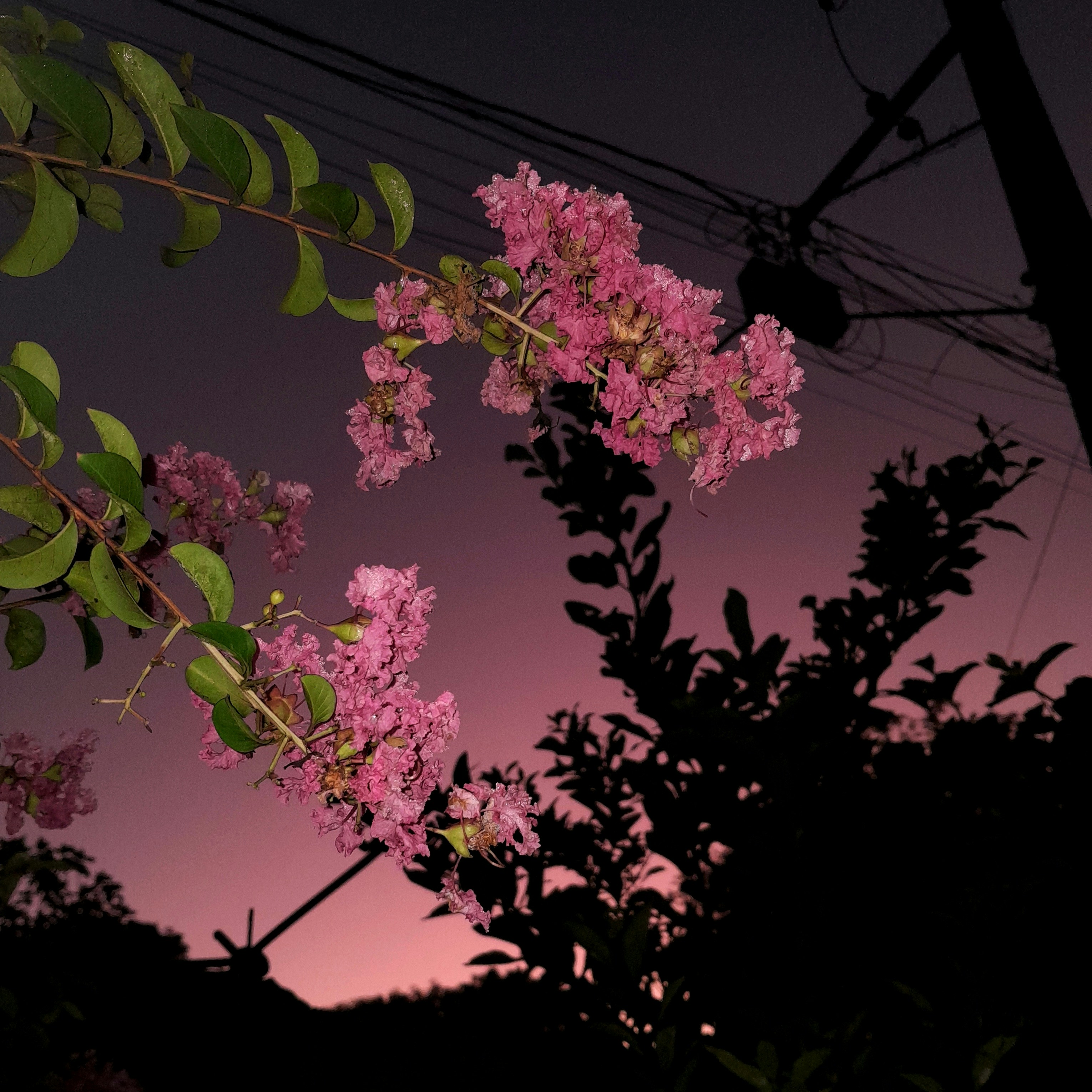 Dusk Bloom: Neon Pink Bougainvillea Framing Silent Wires