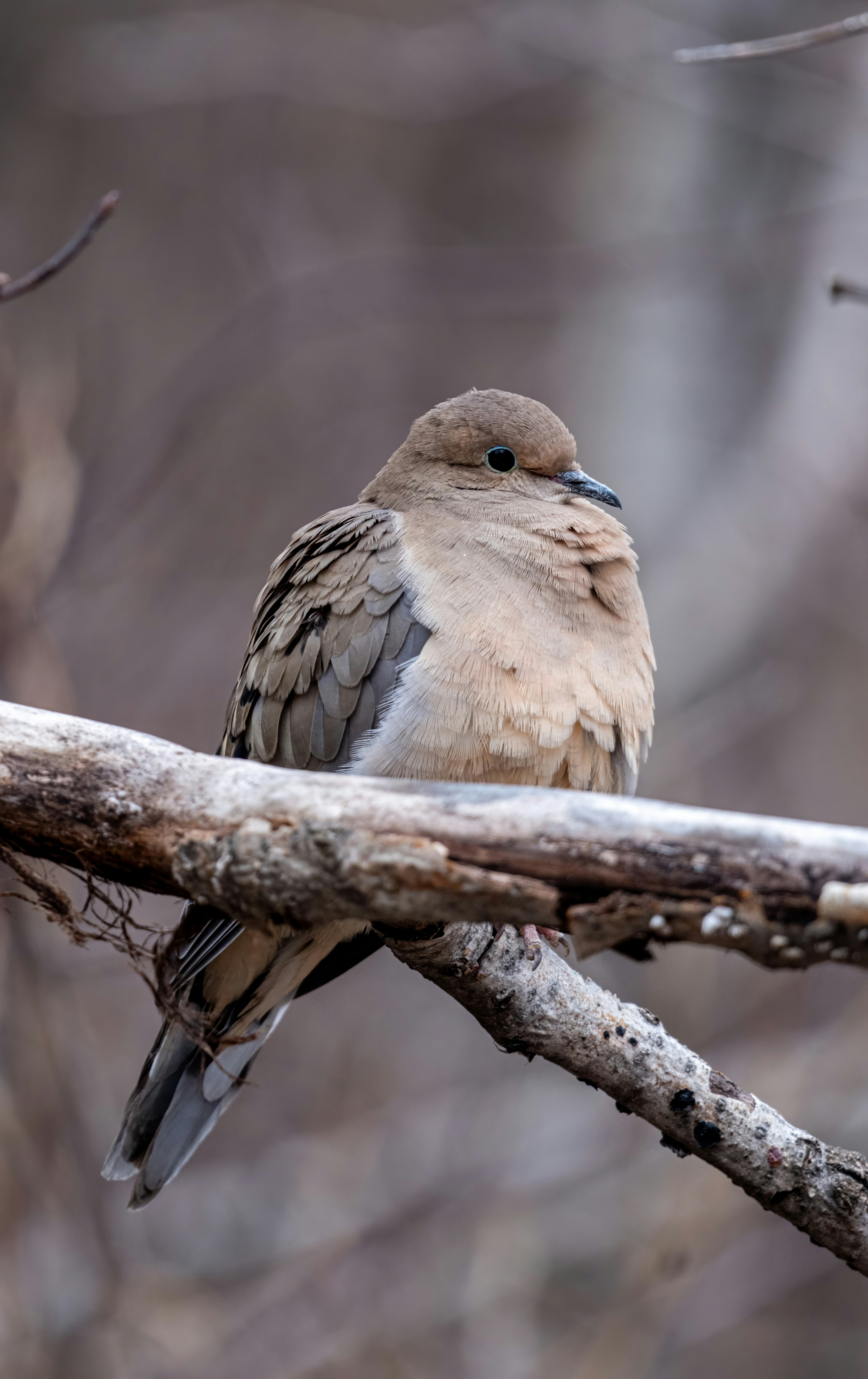 Mourning dove resting on a bare branch against a blurred, muted background.